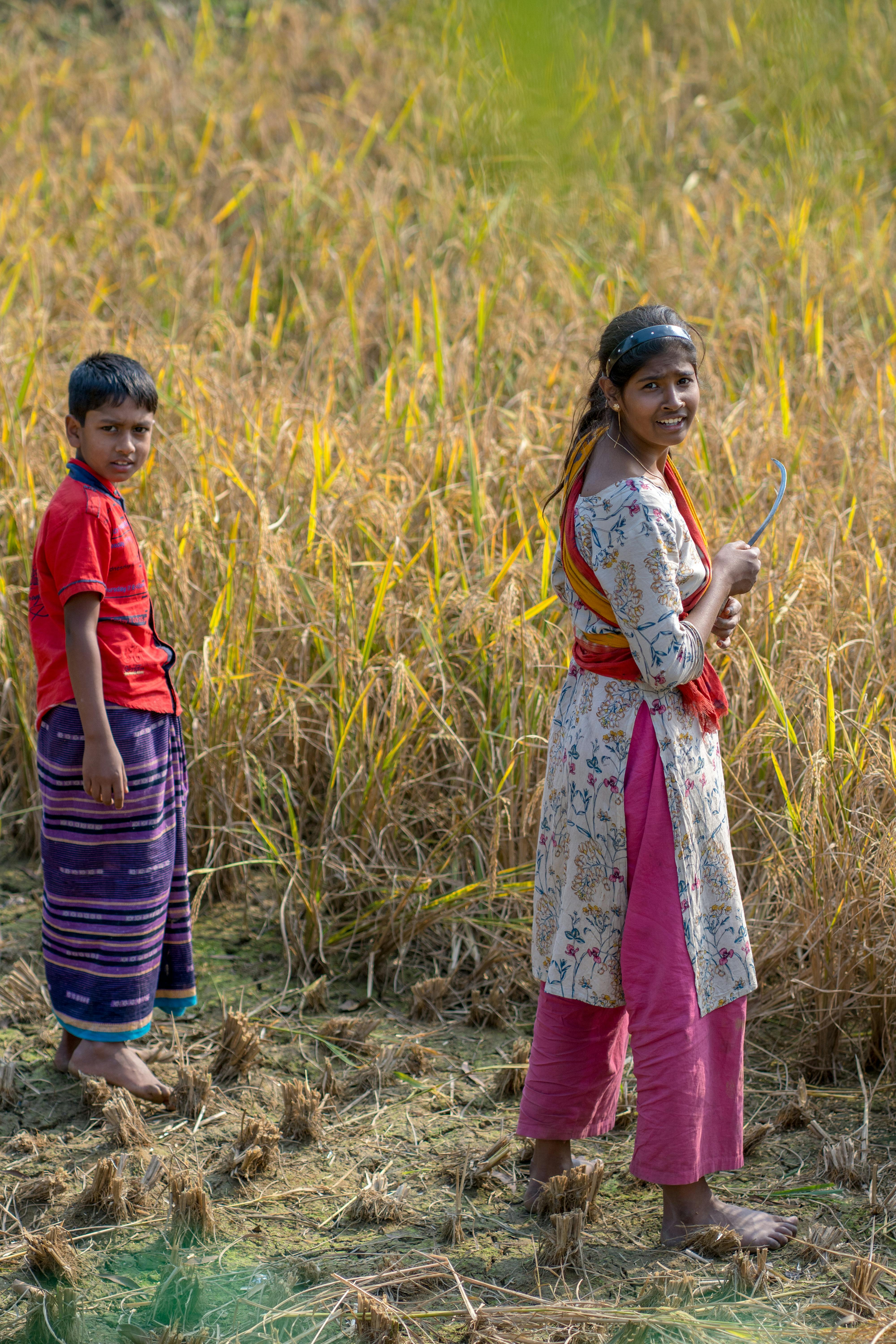 Siblings Of Rice Photos, Download The BEST Free Siblings Of Rice Stock ...