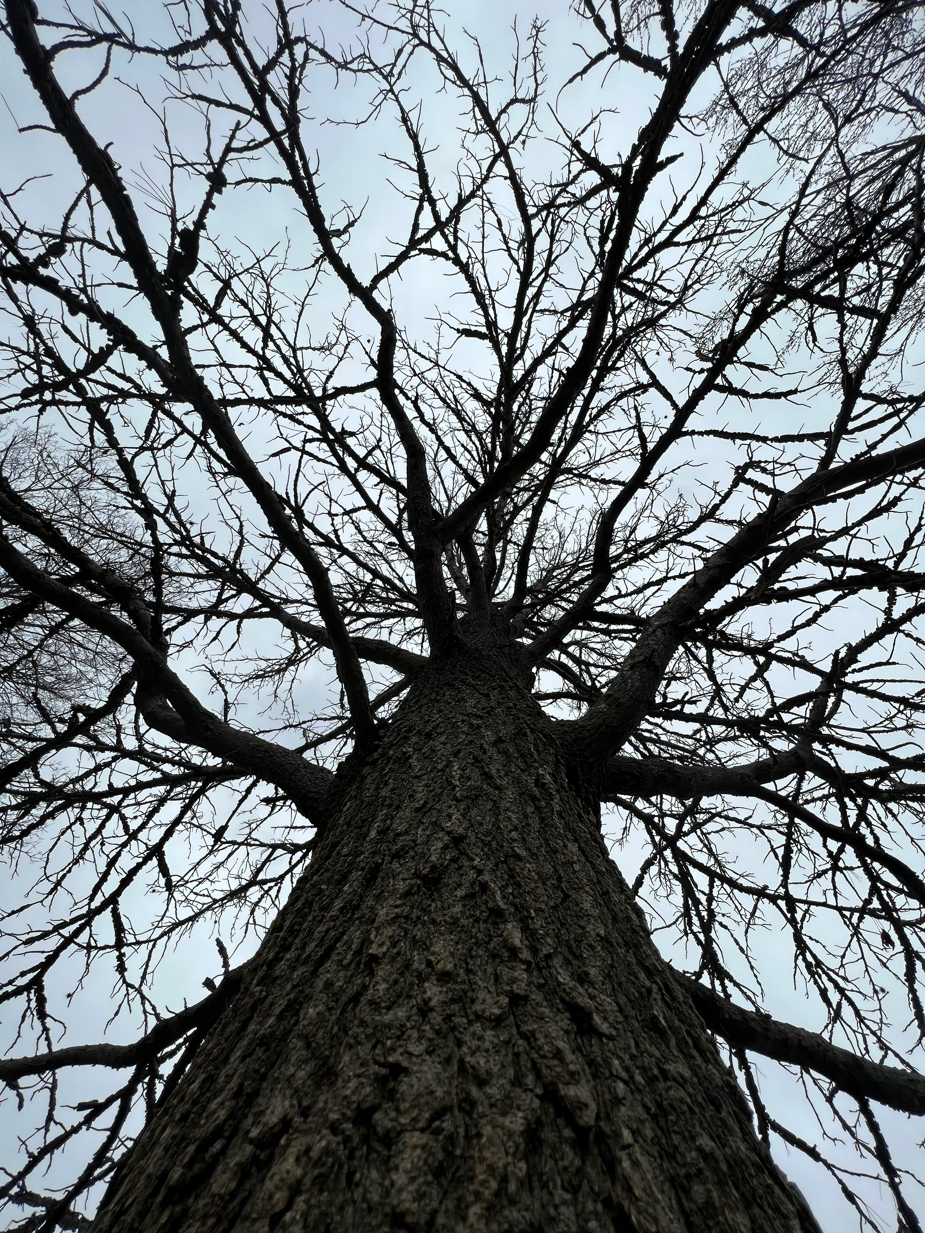 Upper Branches of a Tree · Free Stock Photo