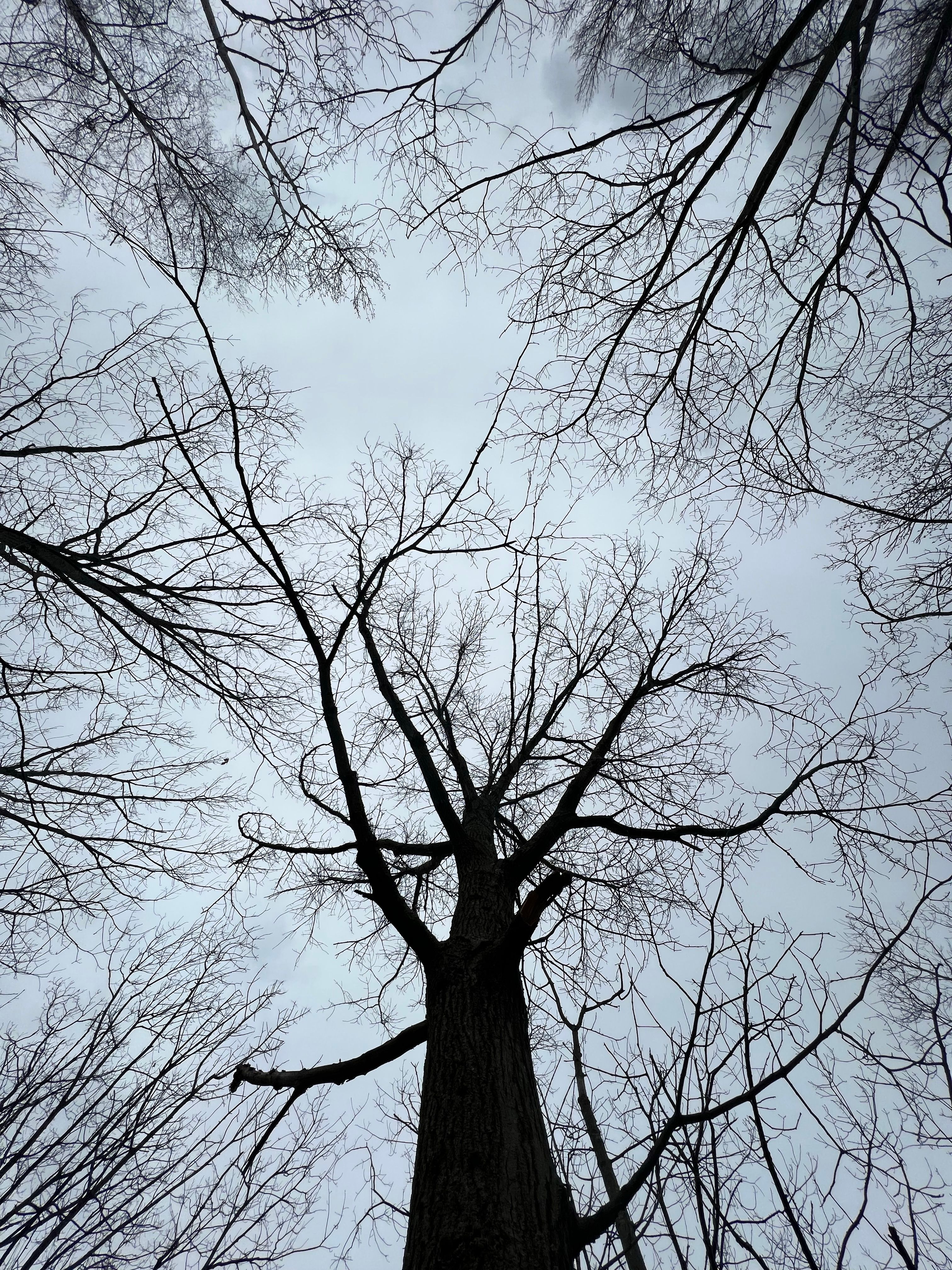 Upper Branches of a Tree · Free Stock Photo