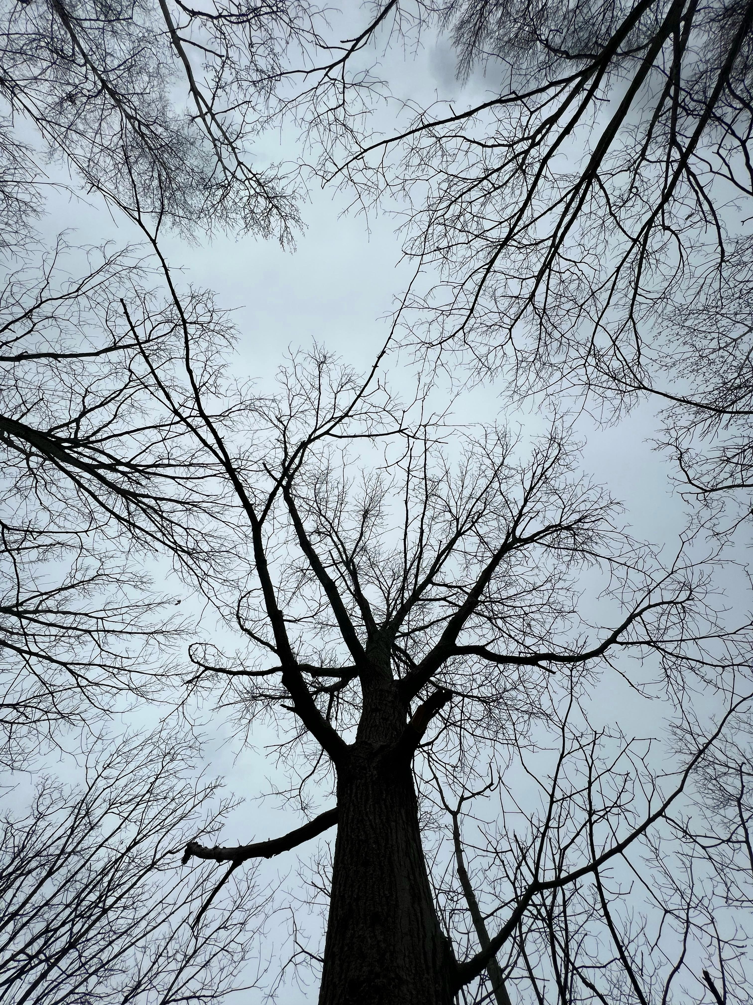 Silhouette Photo of Withered Tree · Free Stock Photo