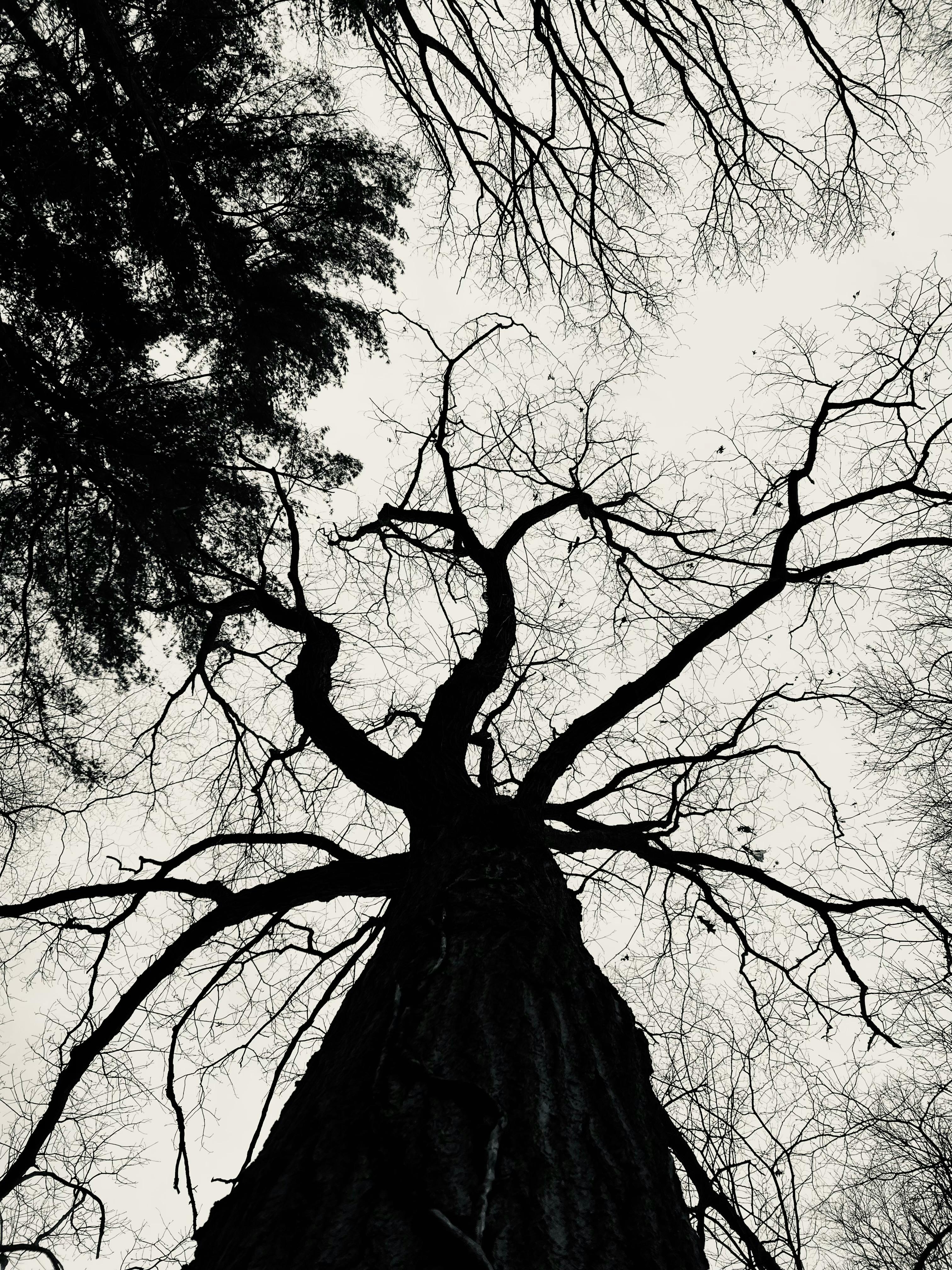 Upper Branches of a Tree · Free Stock Photo