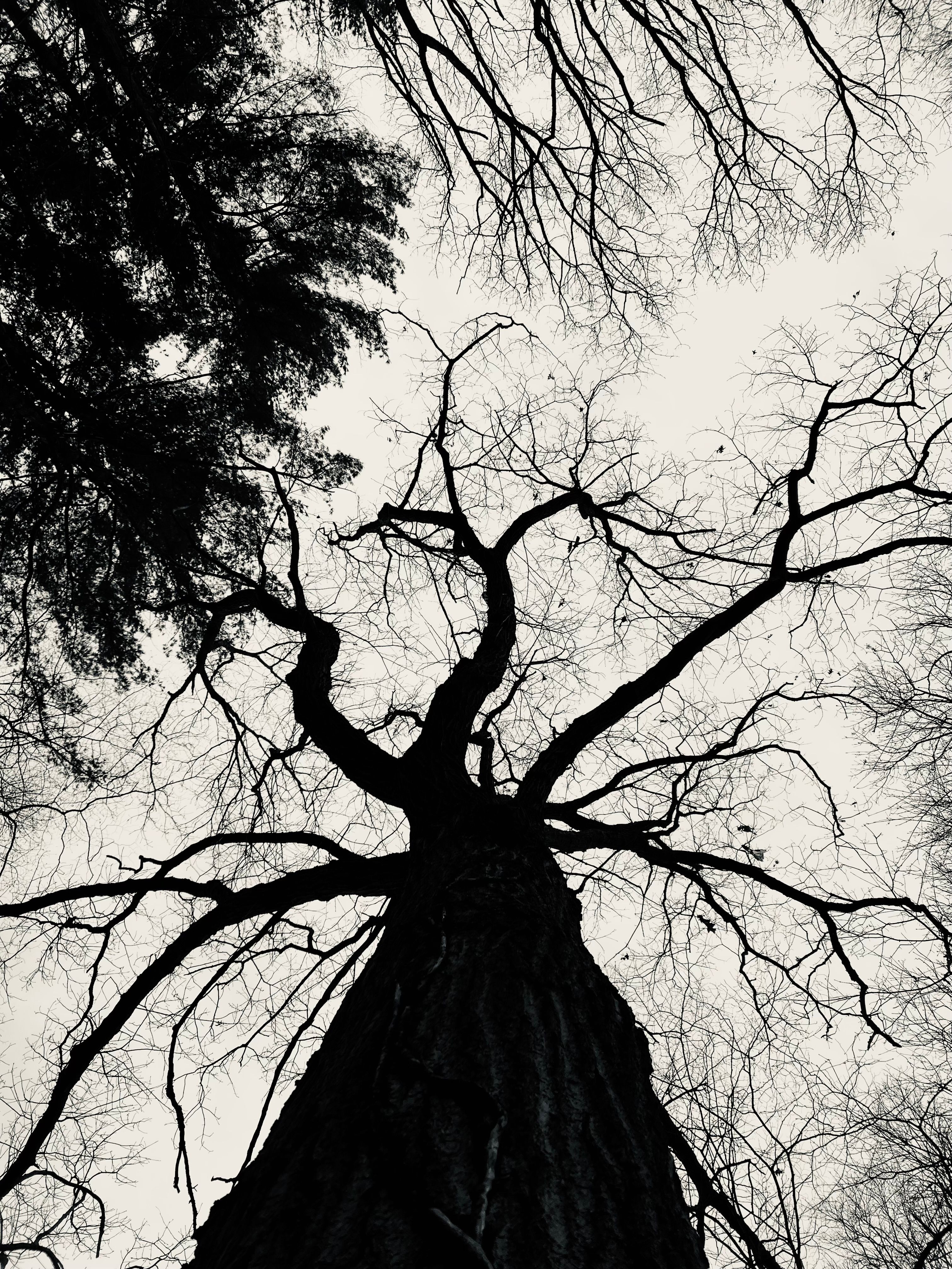 Upper Branches of a Tree · Free Stock Photo