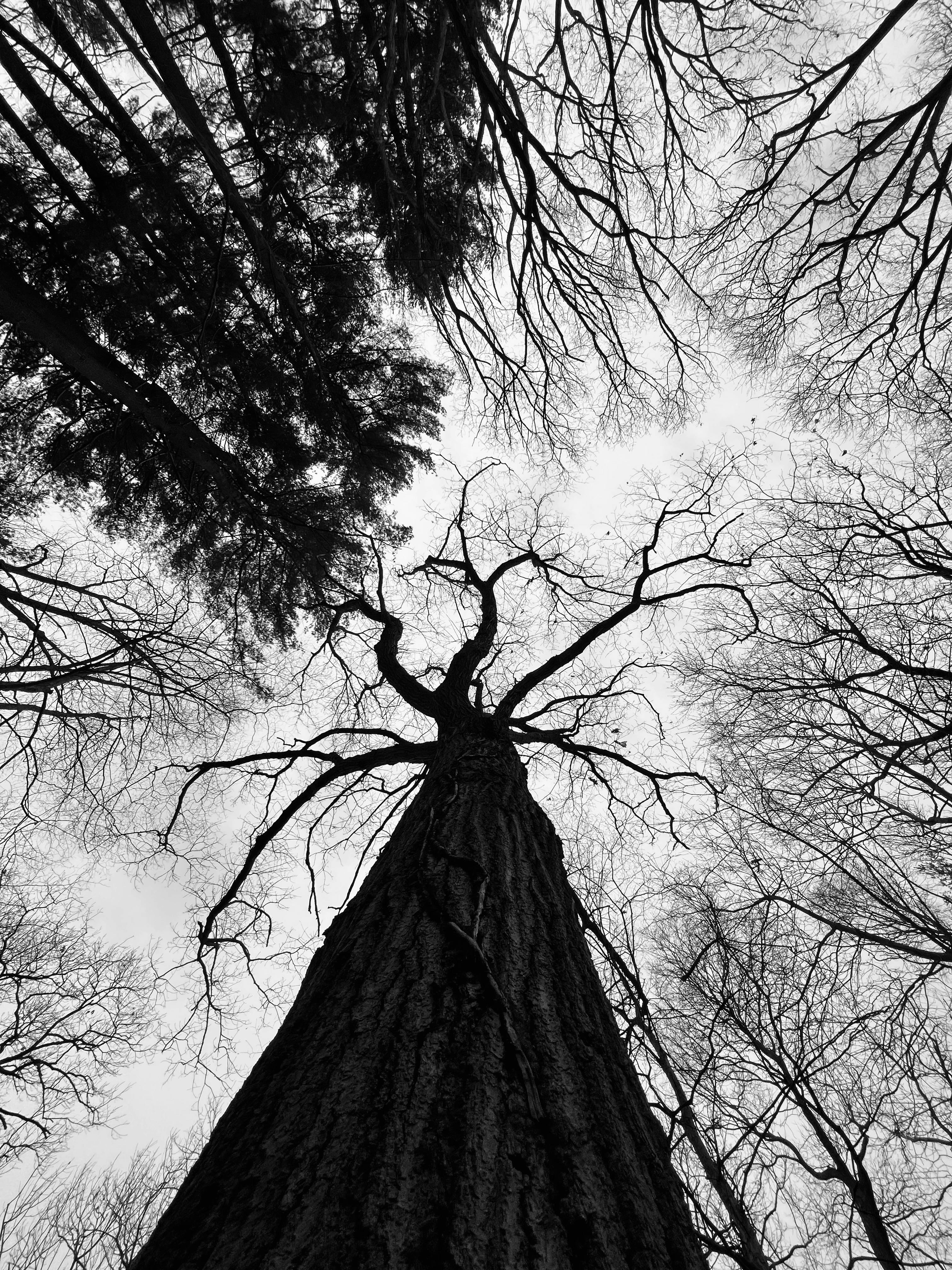 Upper Branches of a Tree · Free Stock Photo