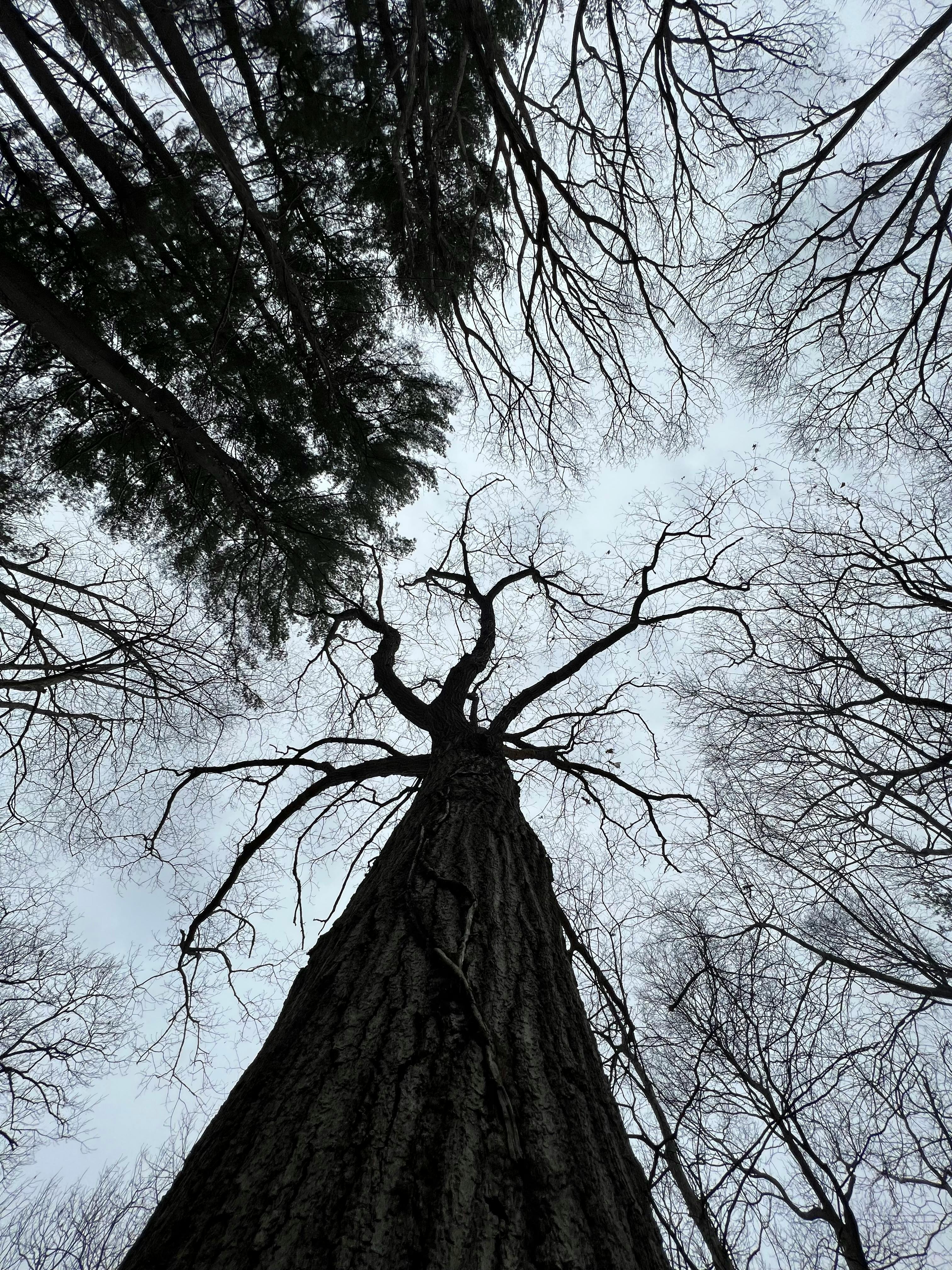Low Angle Shot of Tall Leafless Trees in a Forest · Free Stock Photo
