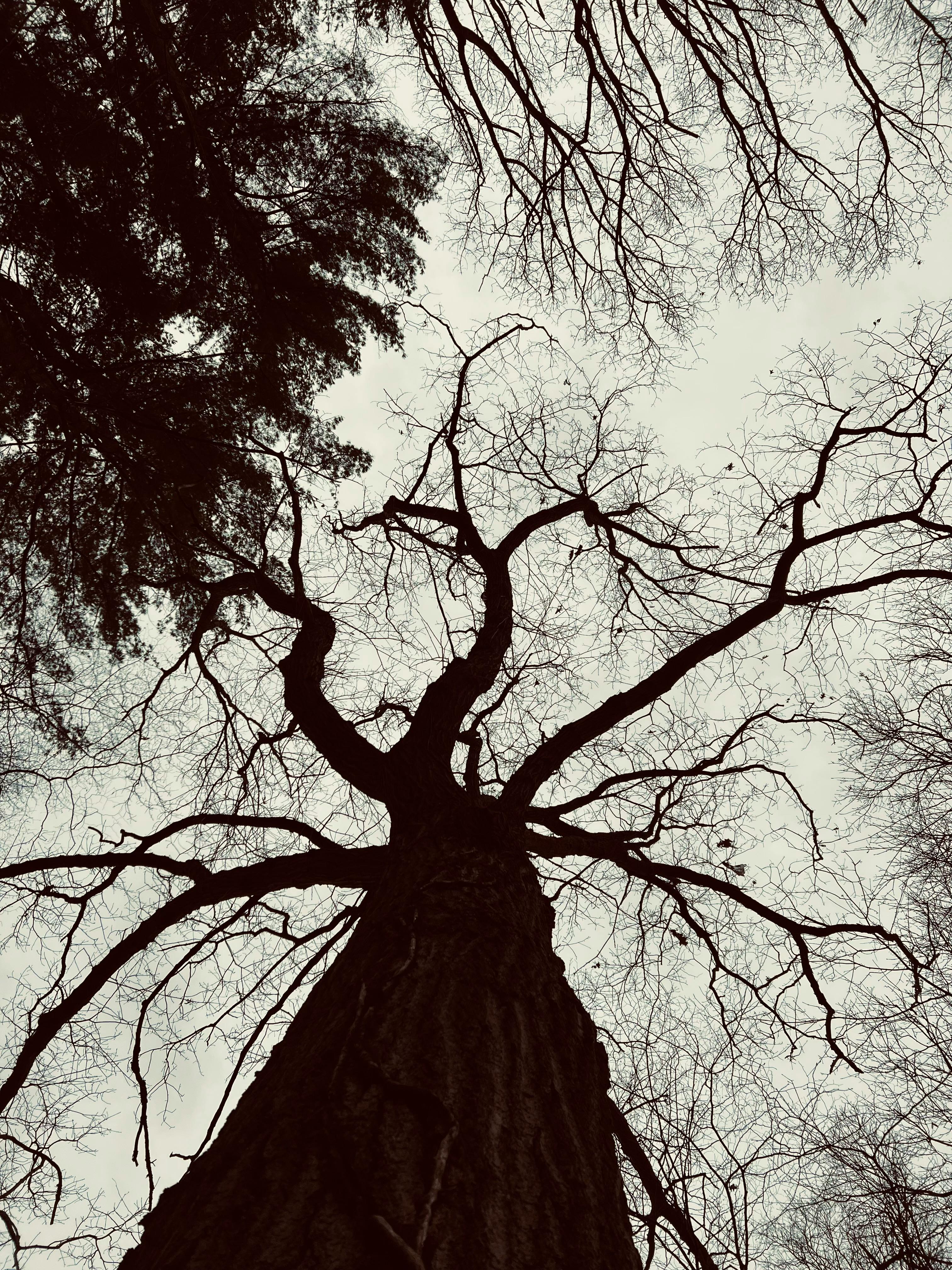 Upper Branches of a Tree · Free Stock Photo