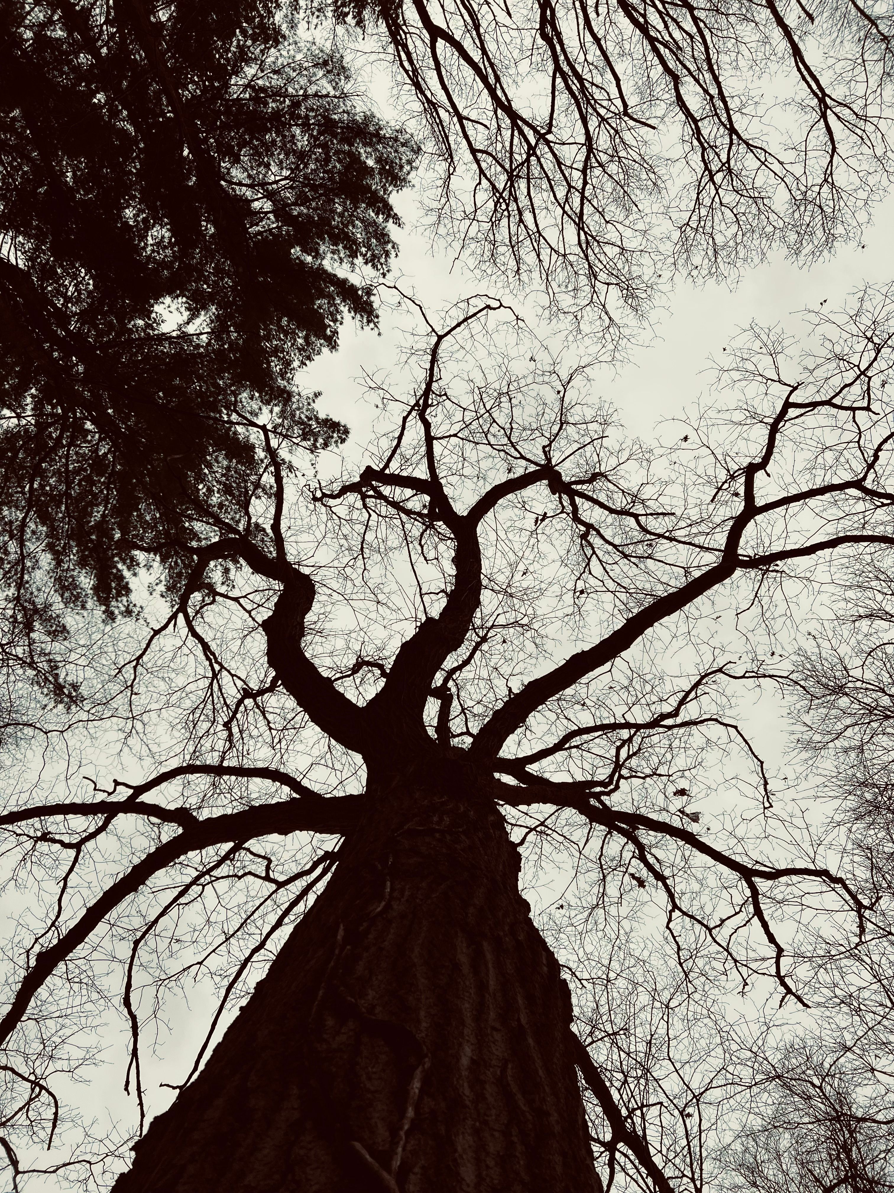 Upper Branches of a Tree · Free Stock Photo