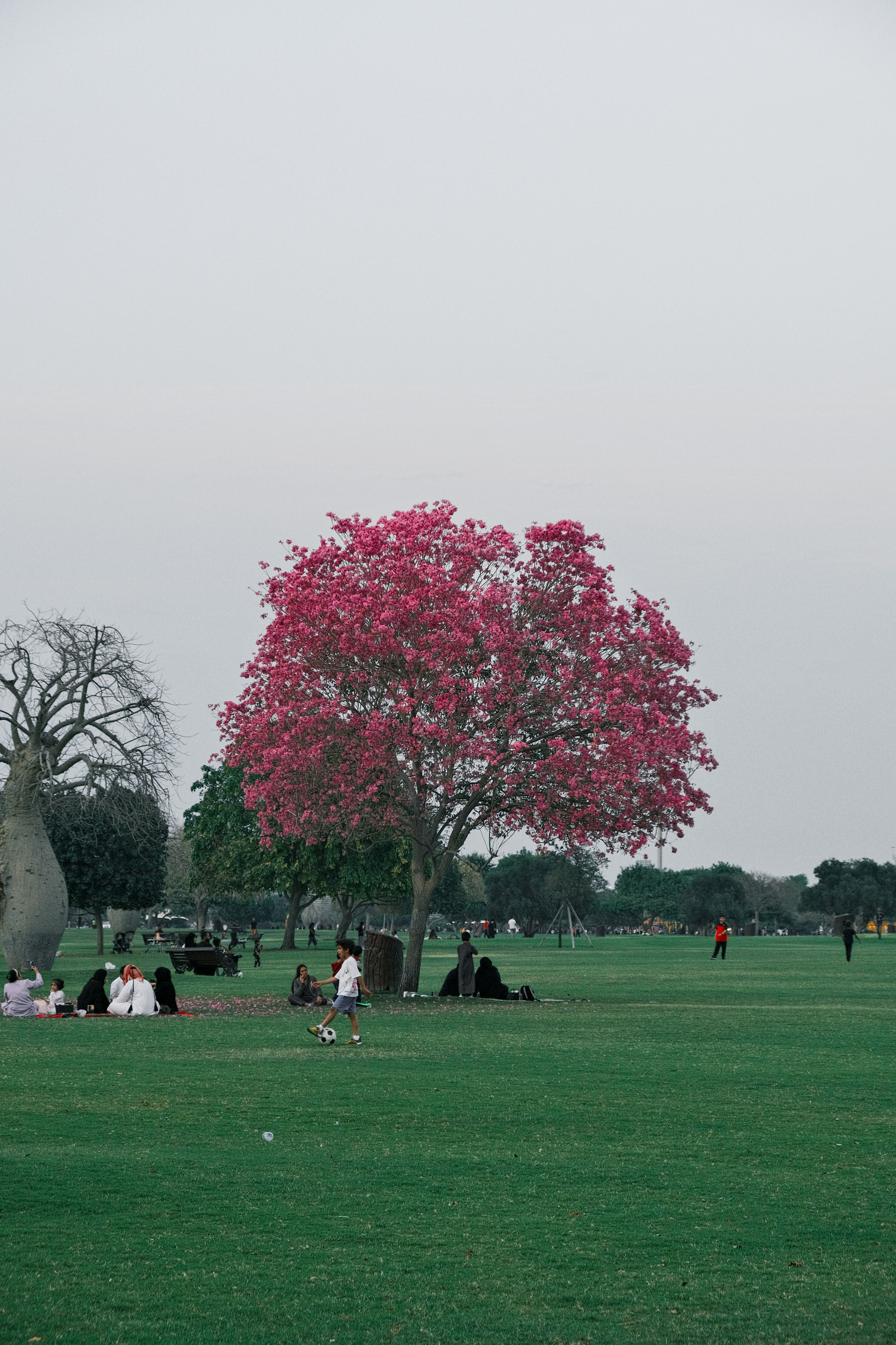 Pink Tree on Meadow in Spring · Free Stock Photo