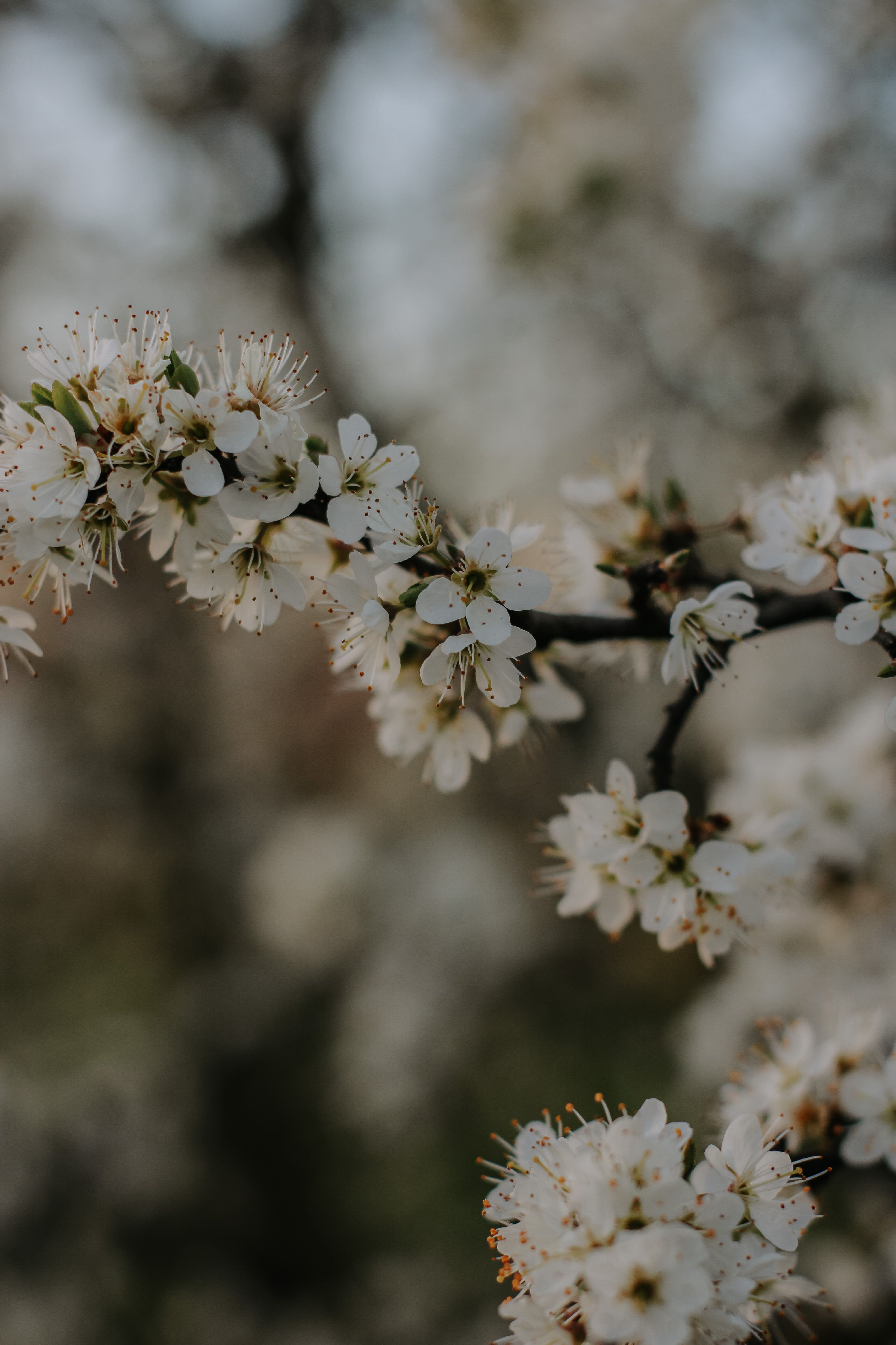 Close-up of Blossom on Cherry Tree Branch in Spring · Free Stock Photo