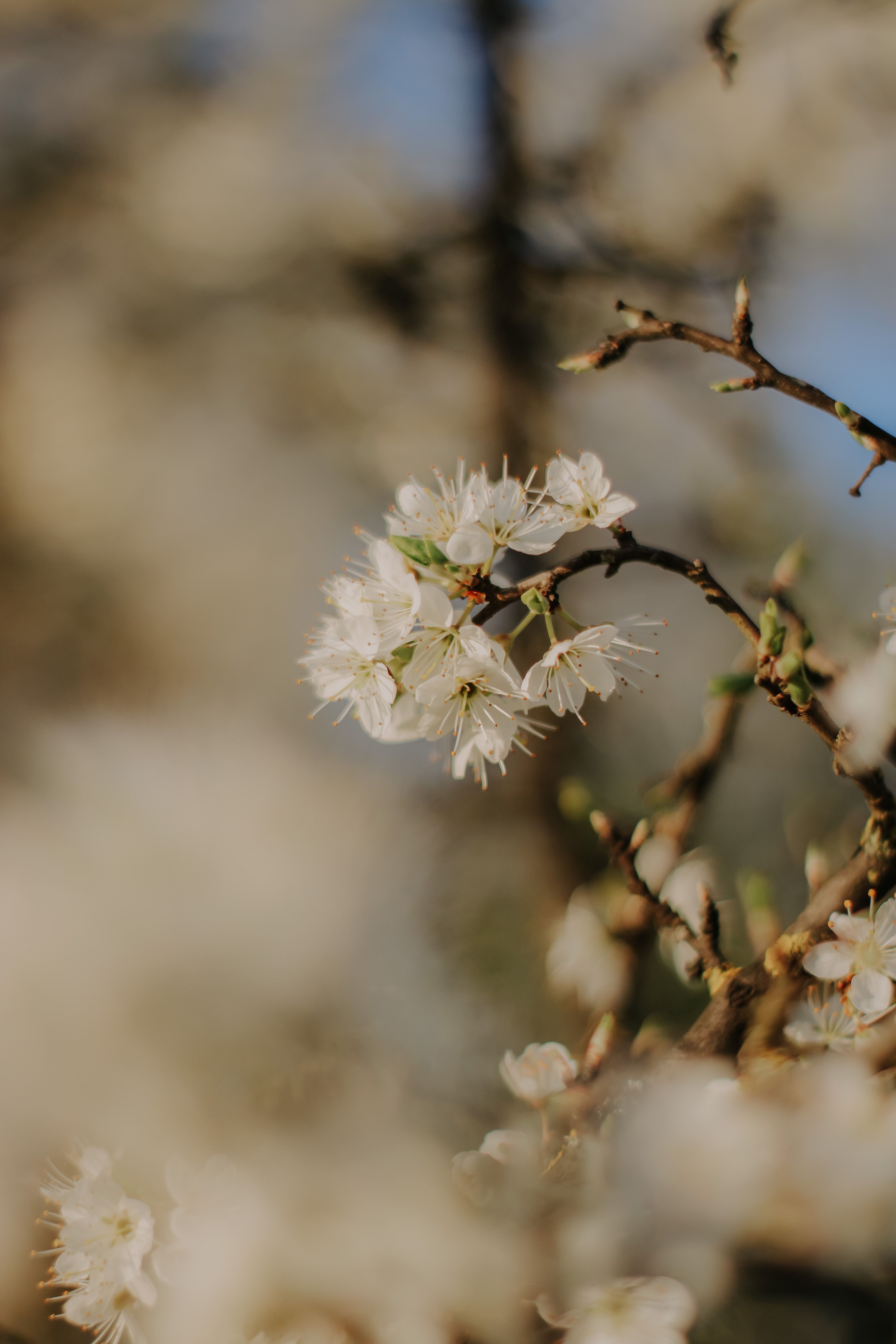 White Flowers on the Twig · Free Stock Photo