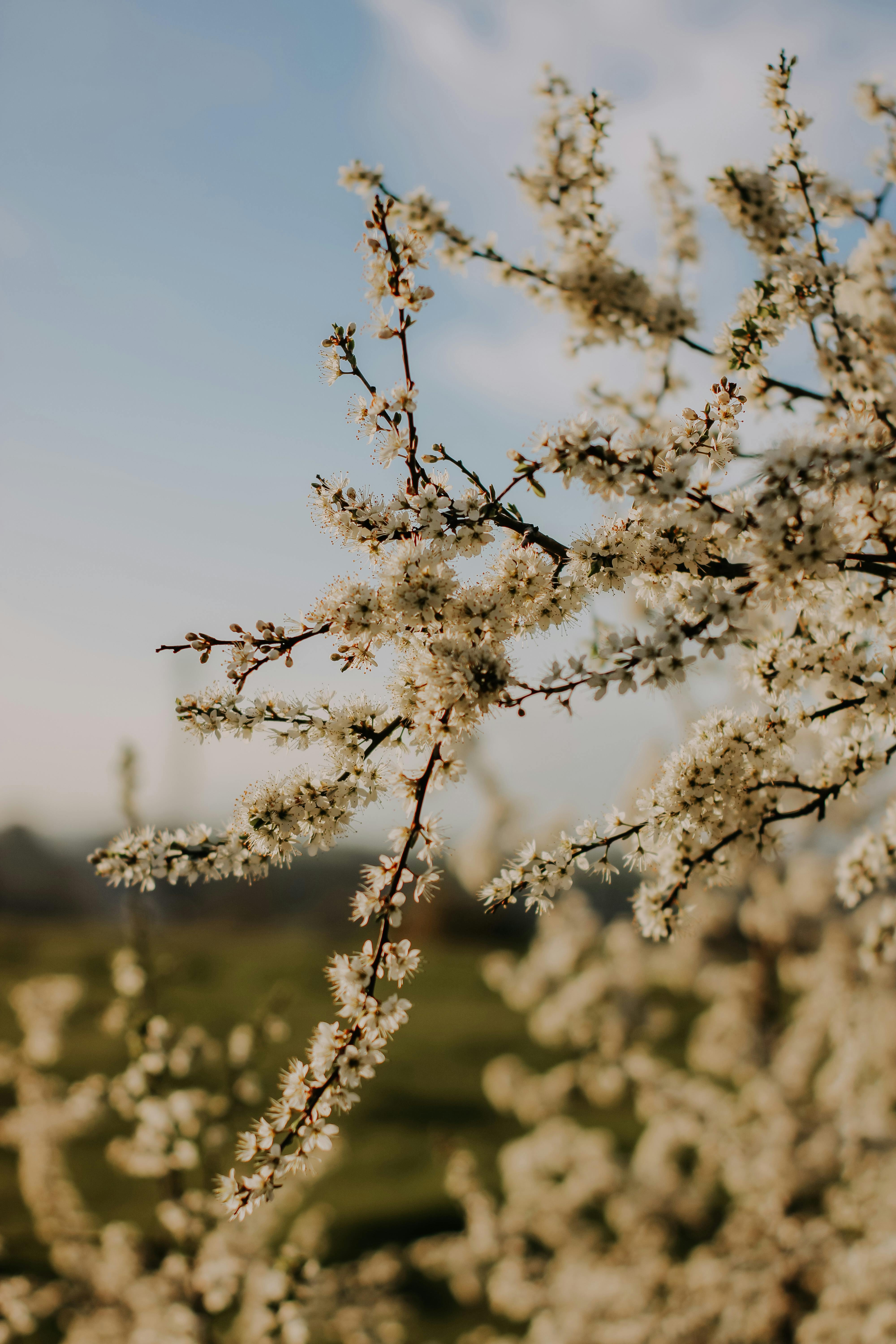 White Magik Photos, Download The BEST Free White Magik Stock Photos ...