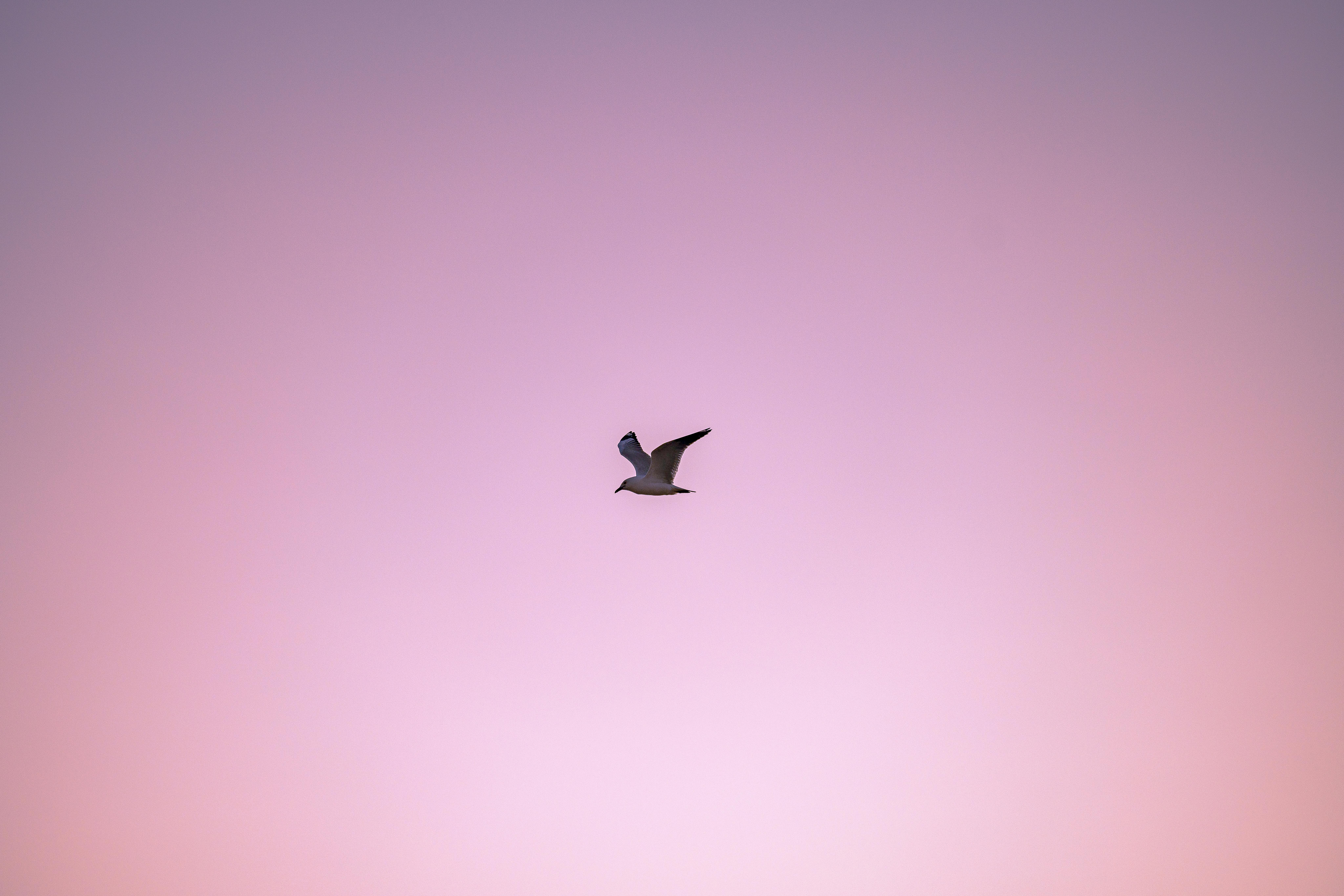 Bird Flying on Clear Sky · Free Stock Photo