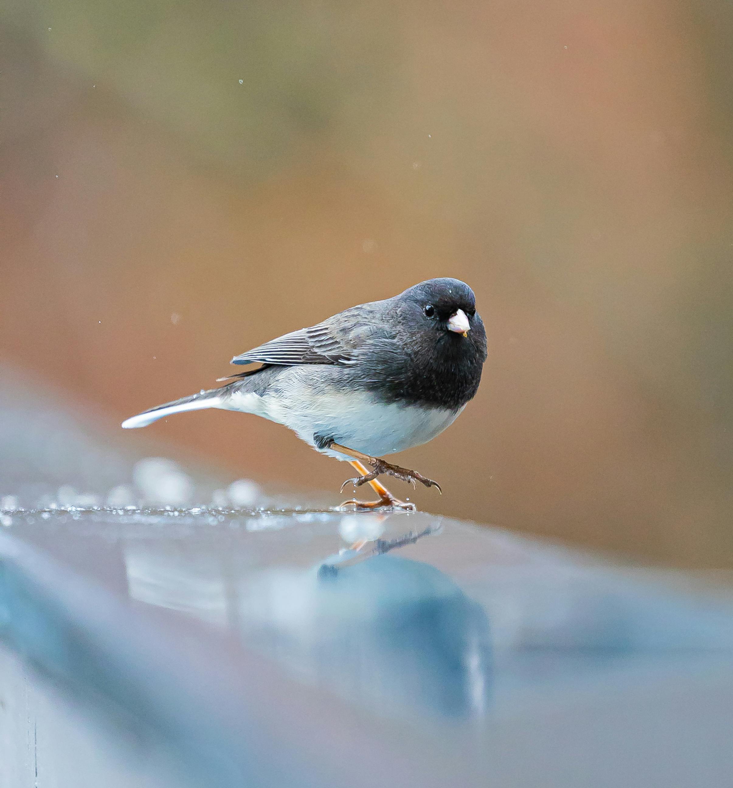 Dark-eyed Junco Bird · Free Stock Photo