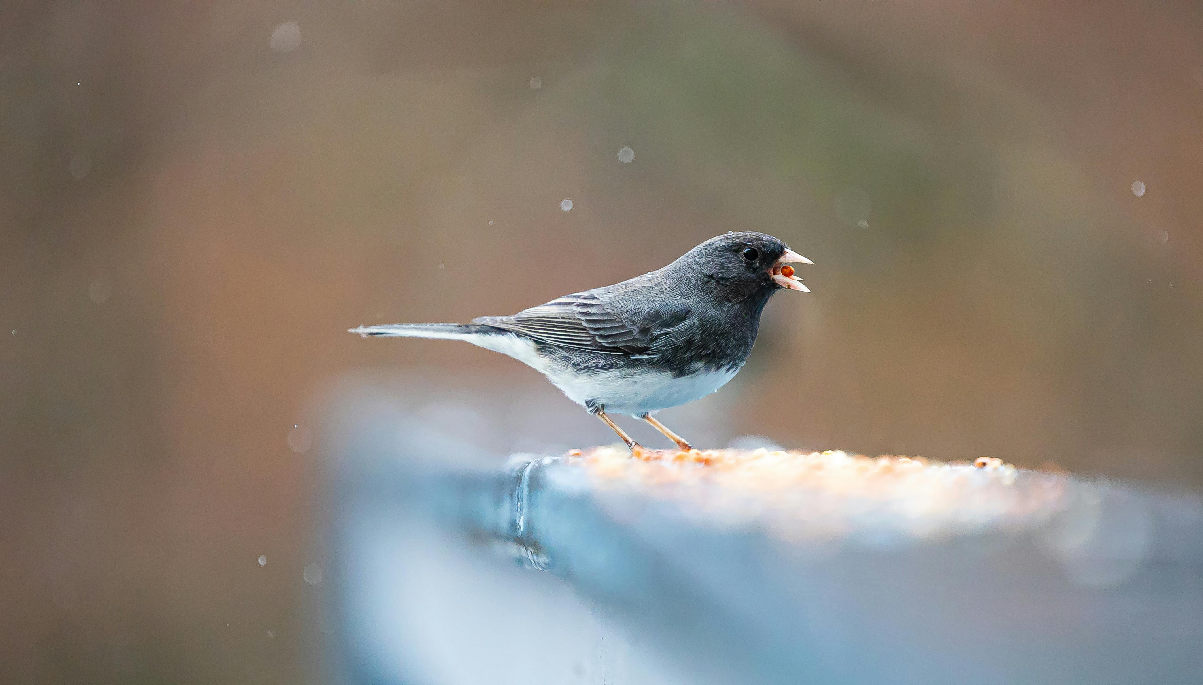Kiwi Bird Photos, Download The BEST Free Kiwi Bird Stock Photos & HD Images