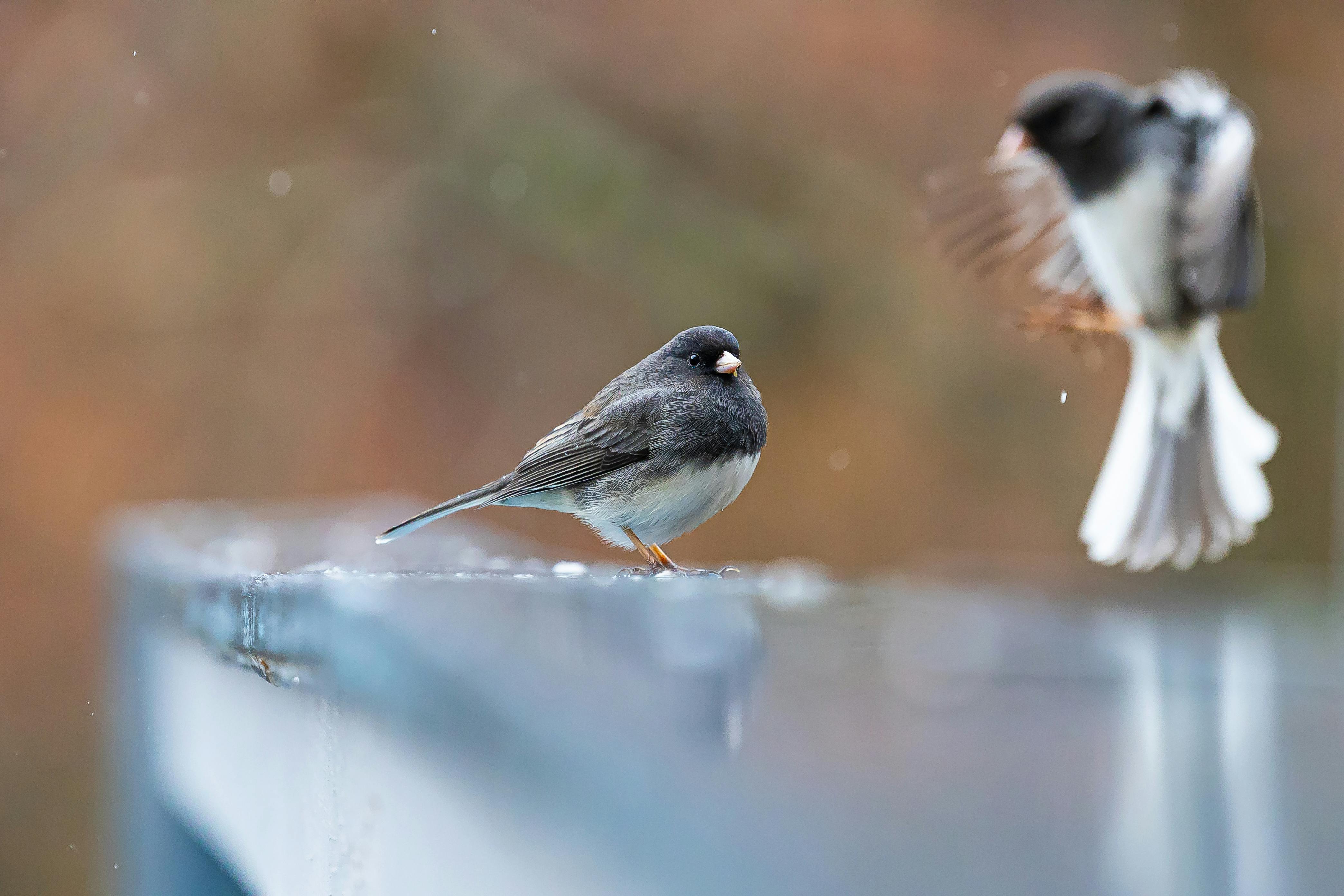 Dark-eyed Junco Birds · Free Stock Photo