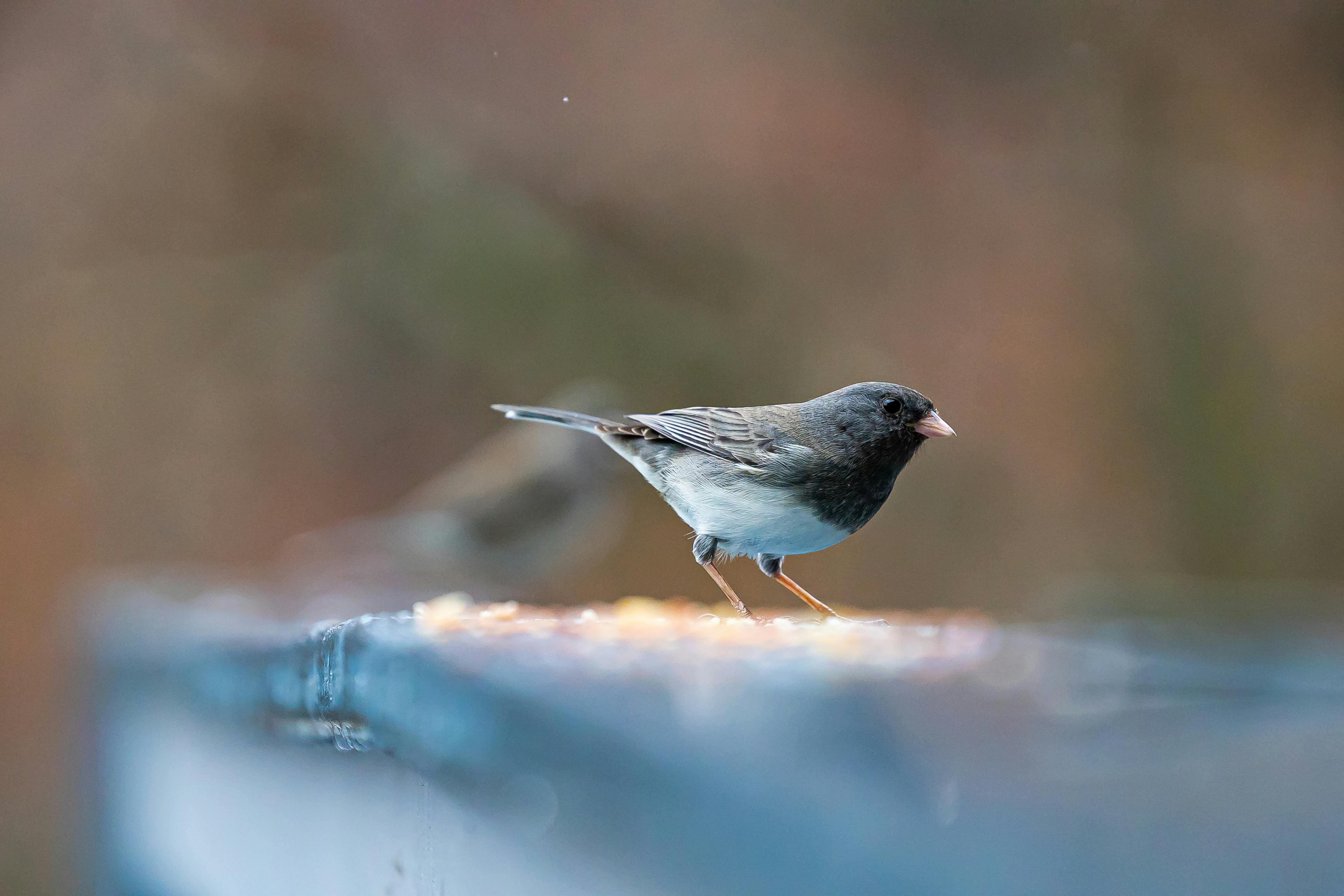 Dark-eyed Junco Bird in Nature · Free Stock Photo