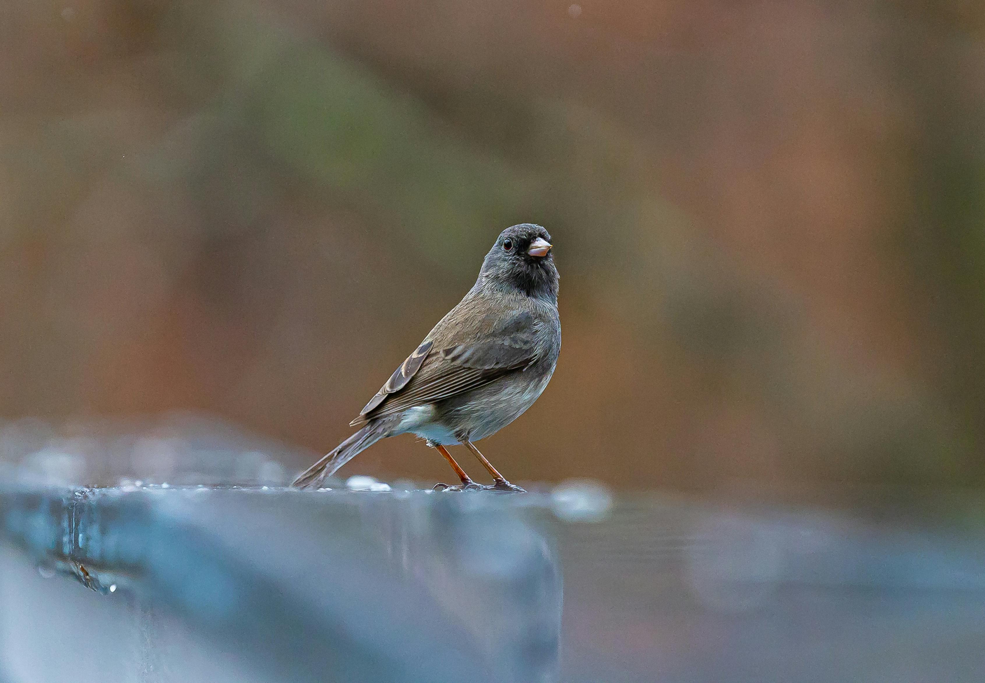 Dark-eyed Junco Bird · Free Stock Photo