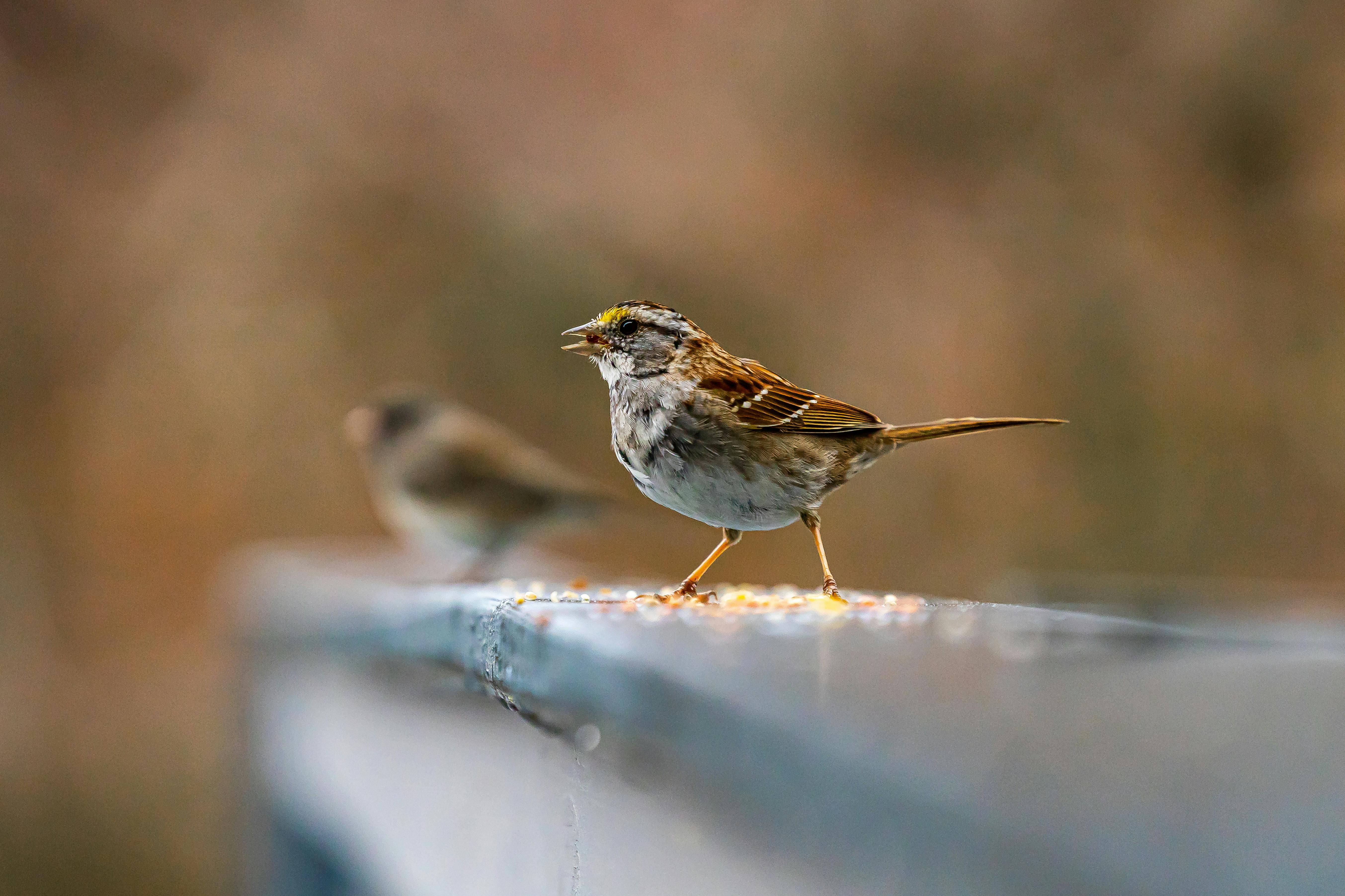 Birdwatching Photos, Download The BEST Free Birdwatching Stock Photos ...