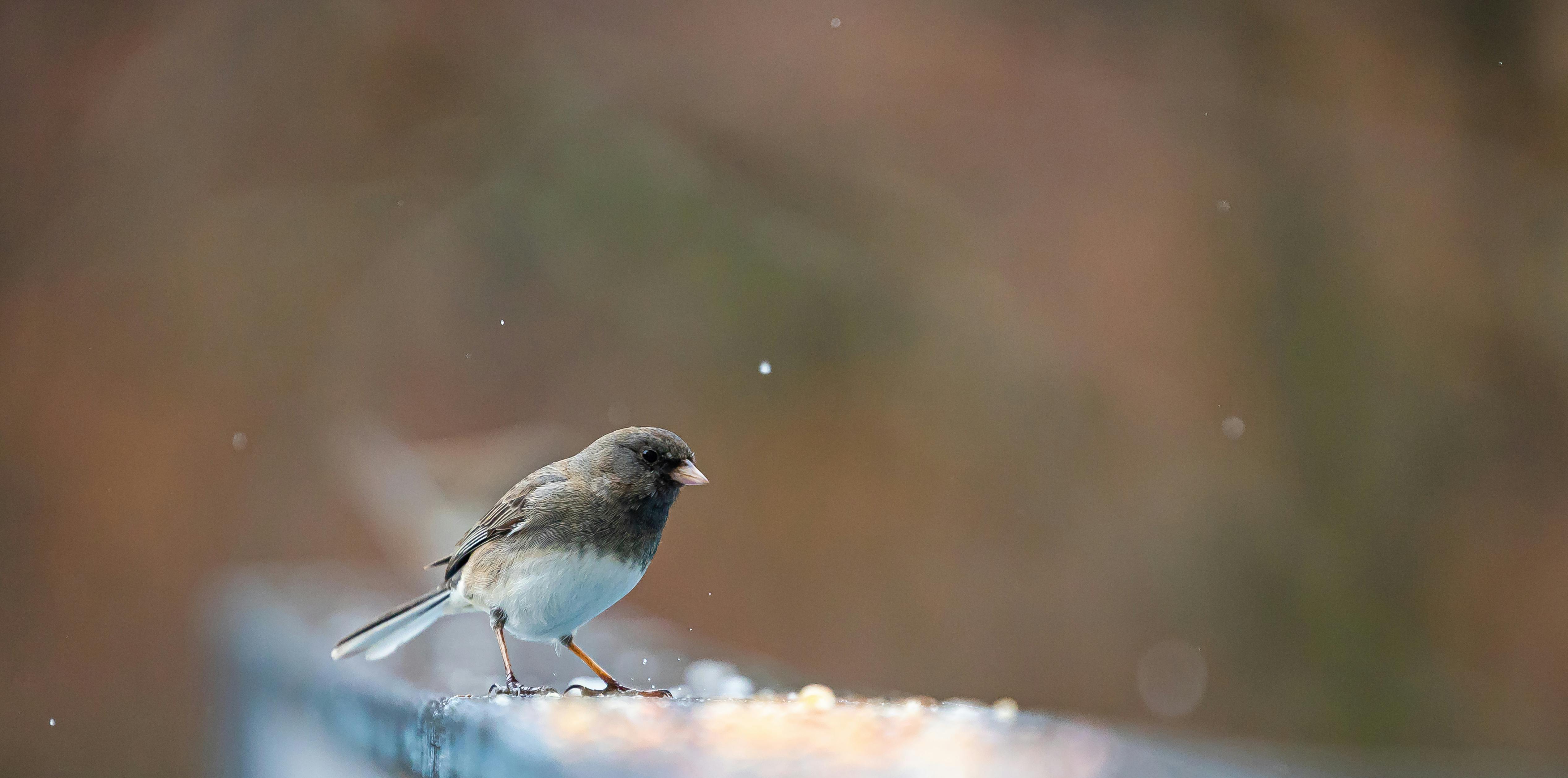 Dark Eyed Junco Photos, Download The BEST Free Dark Eyed Junco Stock ...