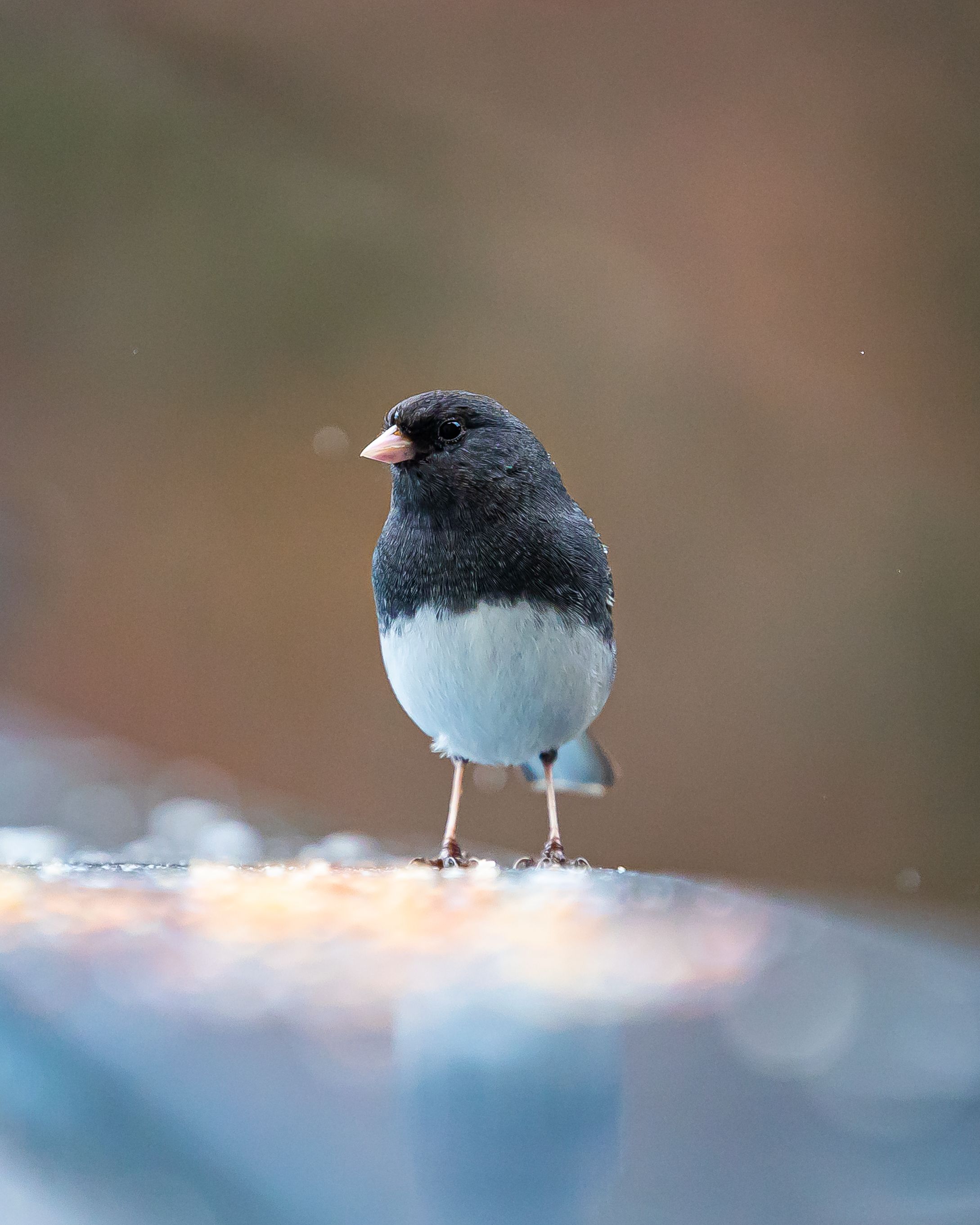 Kiwi Bird Photos, Download The BEST Free Kiwi Bird Stock Photos & HD Images