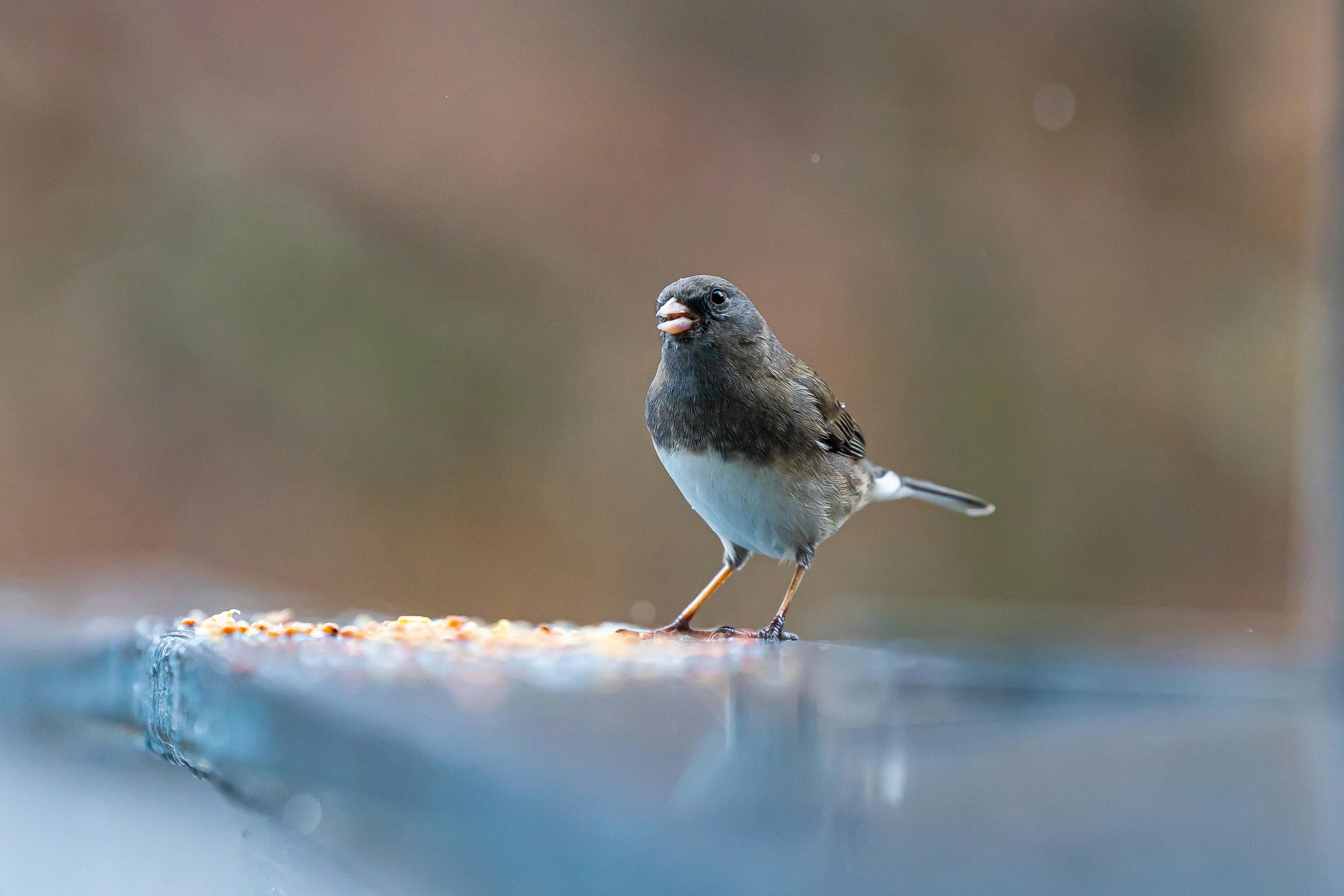 Little Dark-Eyed Junco Bird · Free Stock Photo