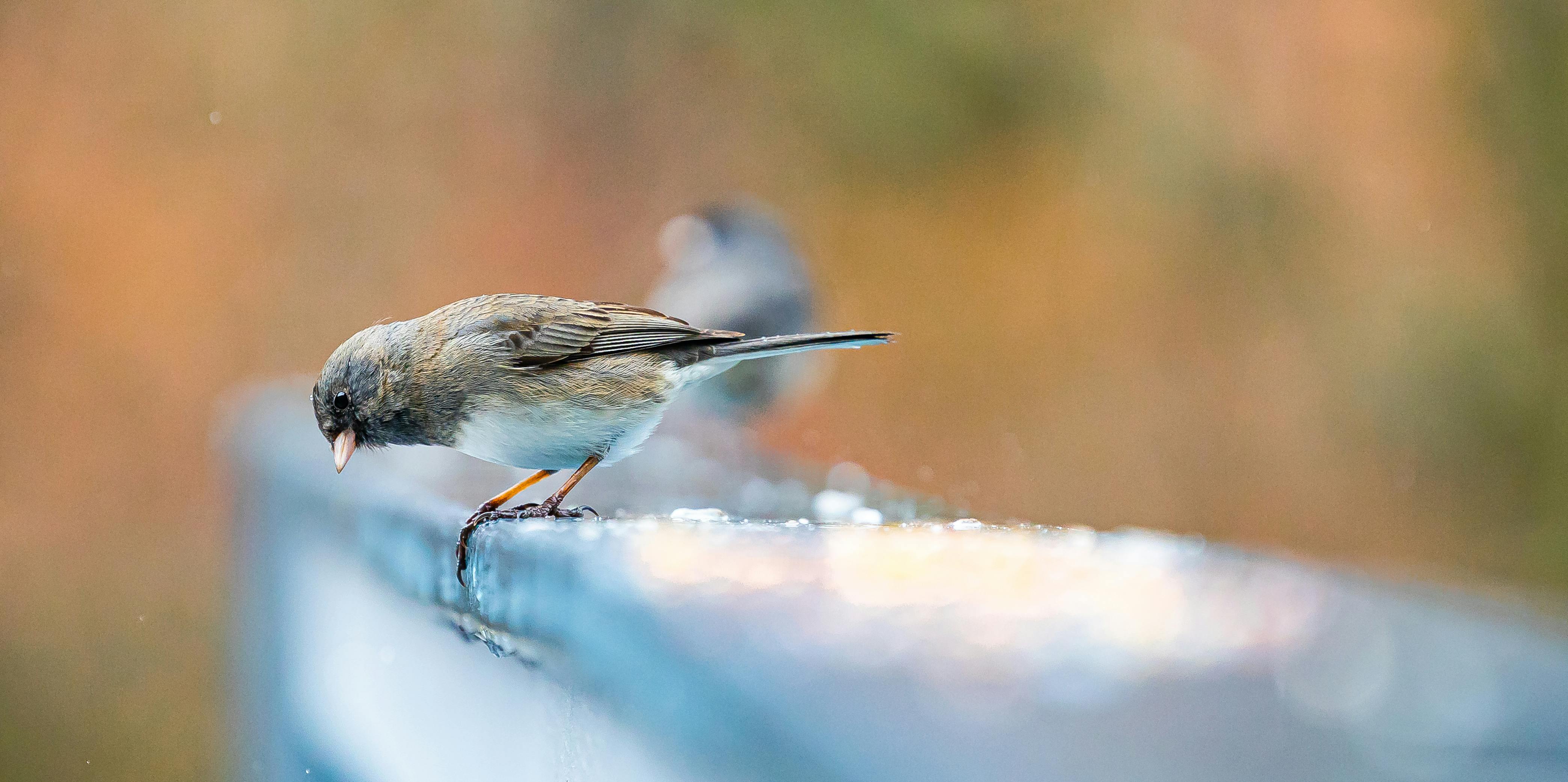 Birdwatching Photos, Download The BEST Free Birdwatching Stock Photos ...