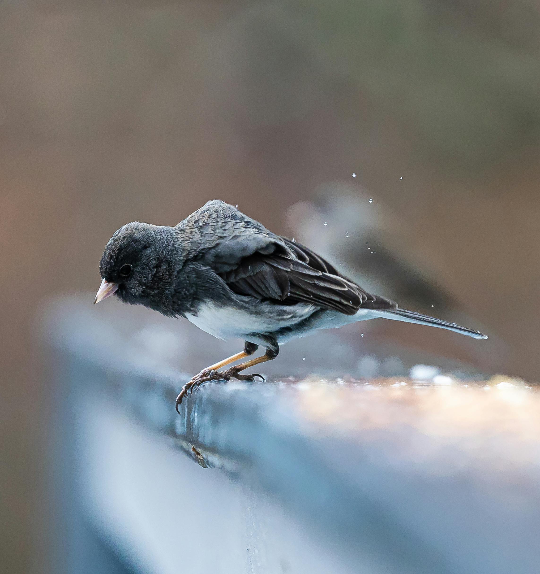 Birdwatch Photos, Download The BEST Free Birdwatch Stock Photos & HD Images