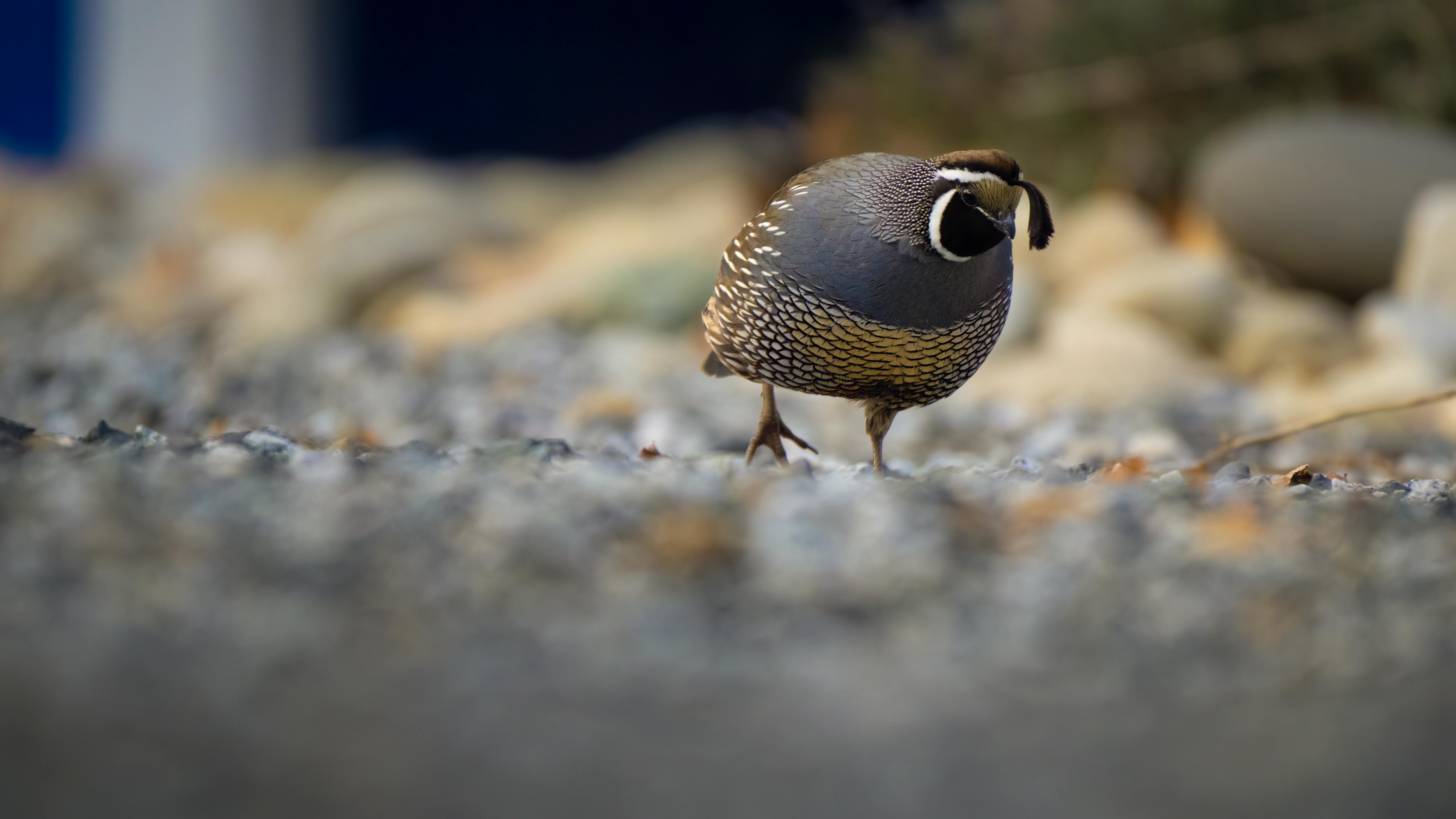 Quail on Ground · Free Stock Photo