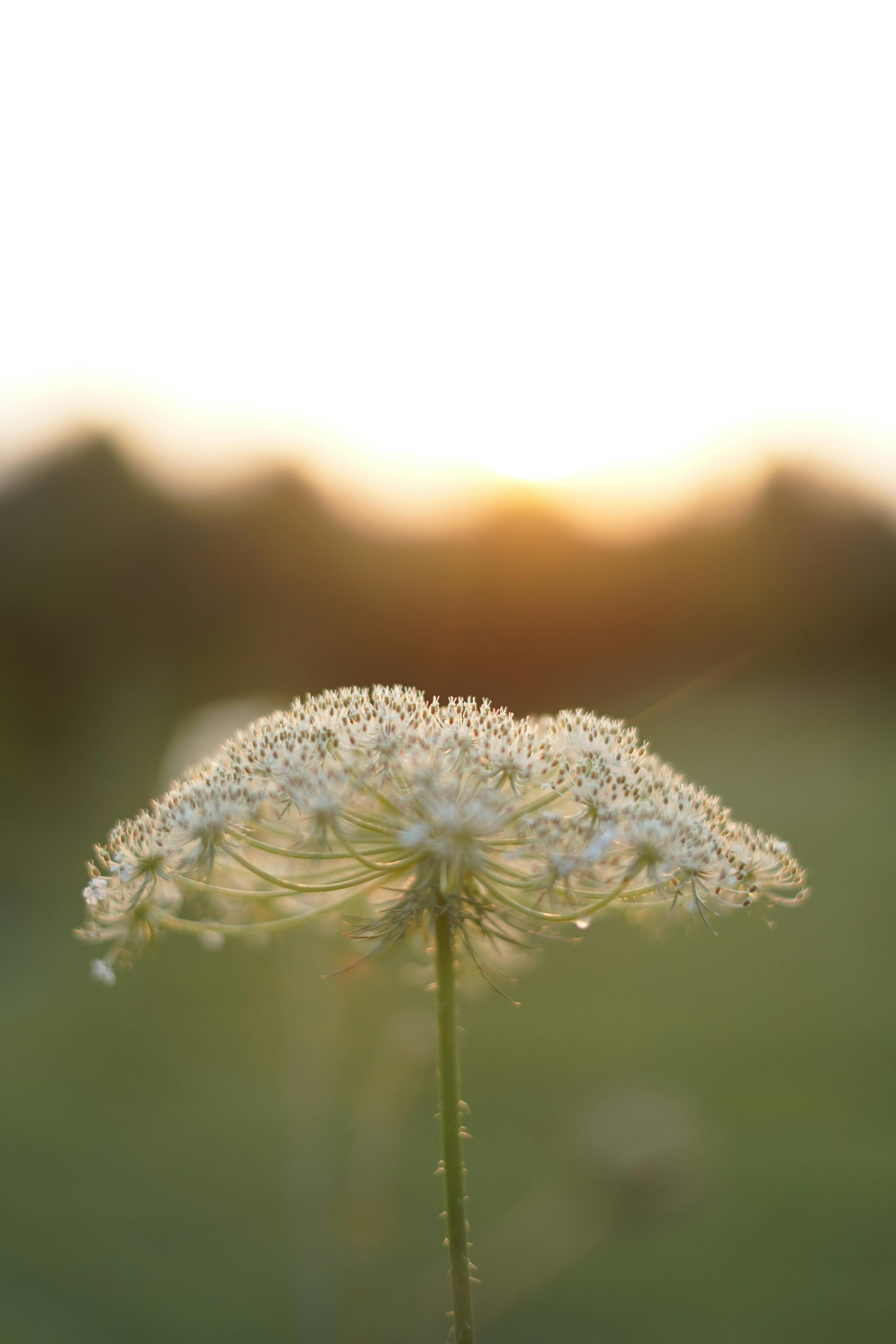 White Magik Photos, Download The BEST Free White Magik Stock Photos ...