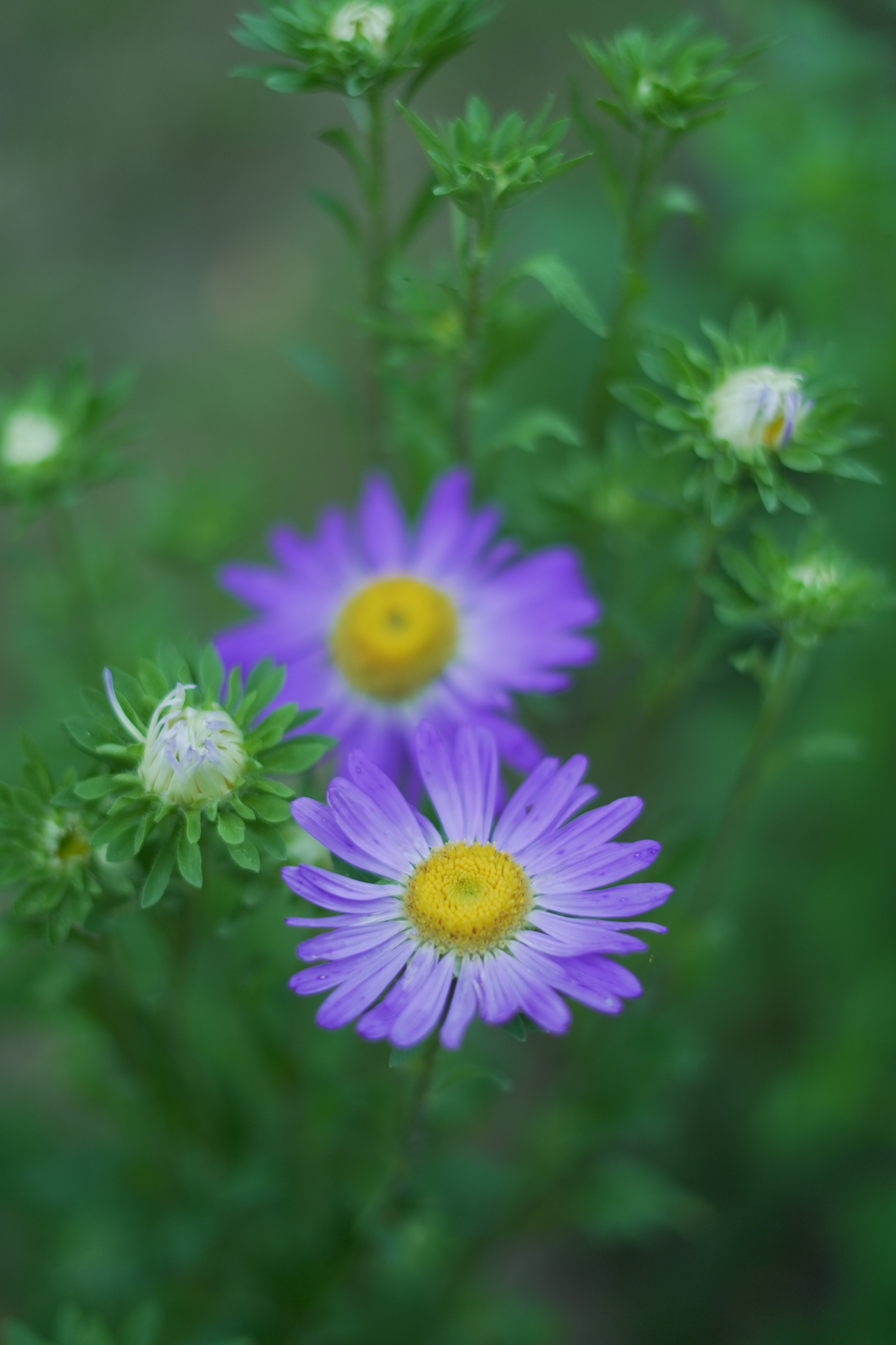 Violet Blooming Aster · Free Stock Photo