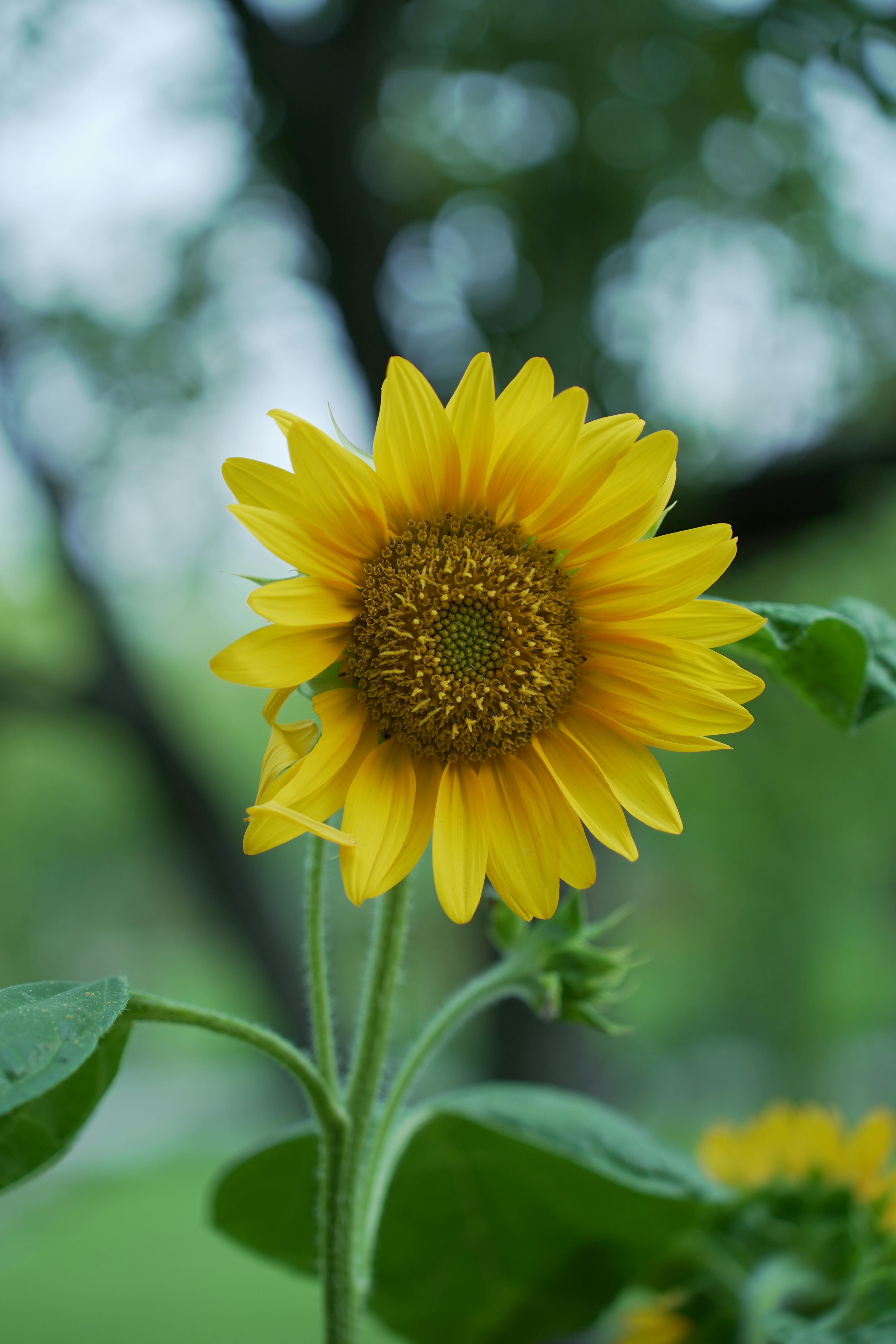 Close-up of a Sunflower · Free Stock Photo