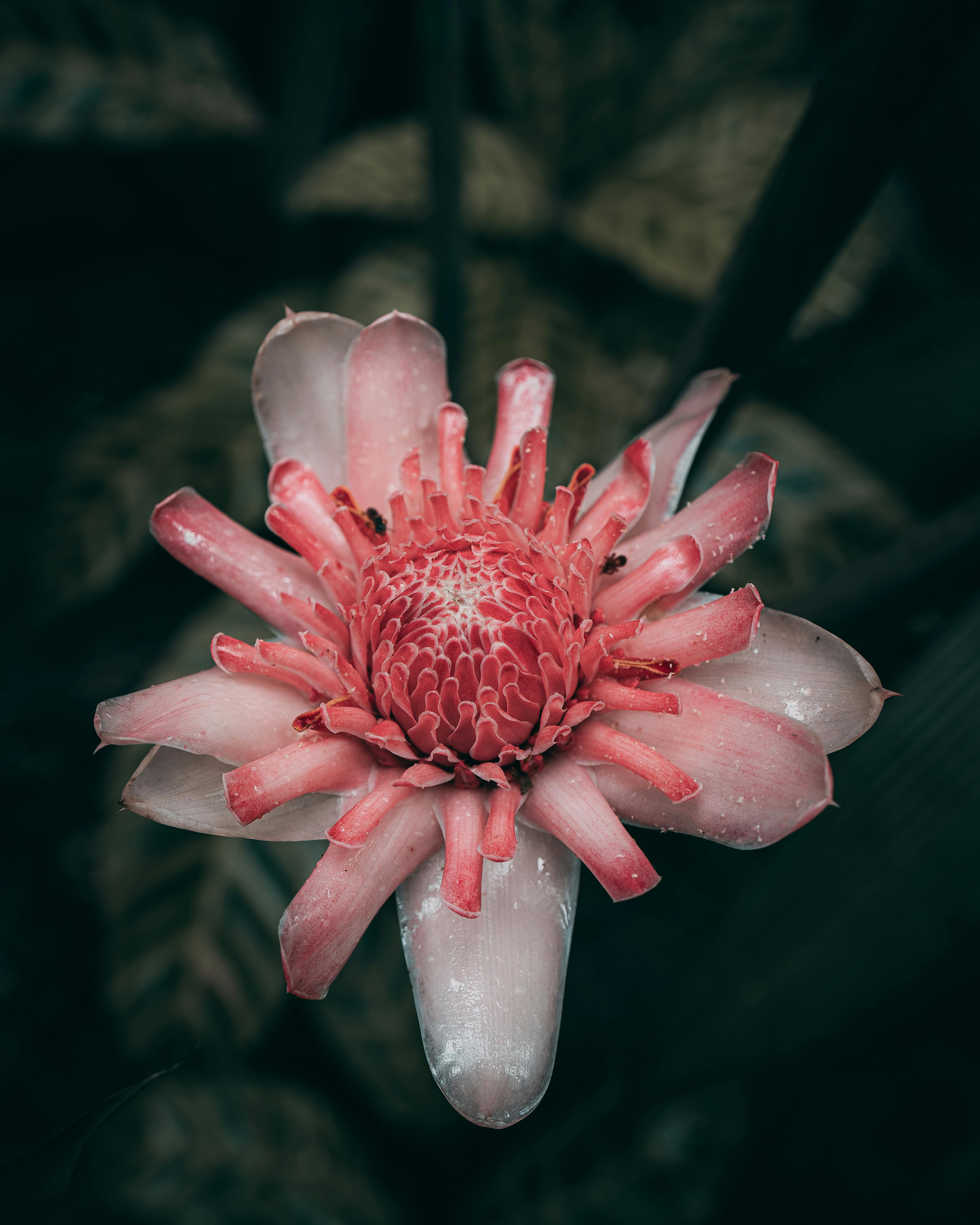 Vertical Shot of Pastel Pink Roses · Free Stock Photo