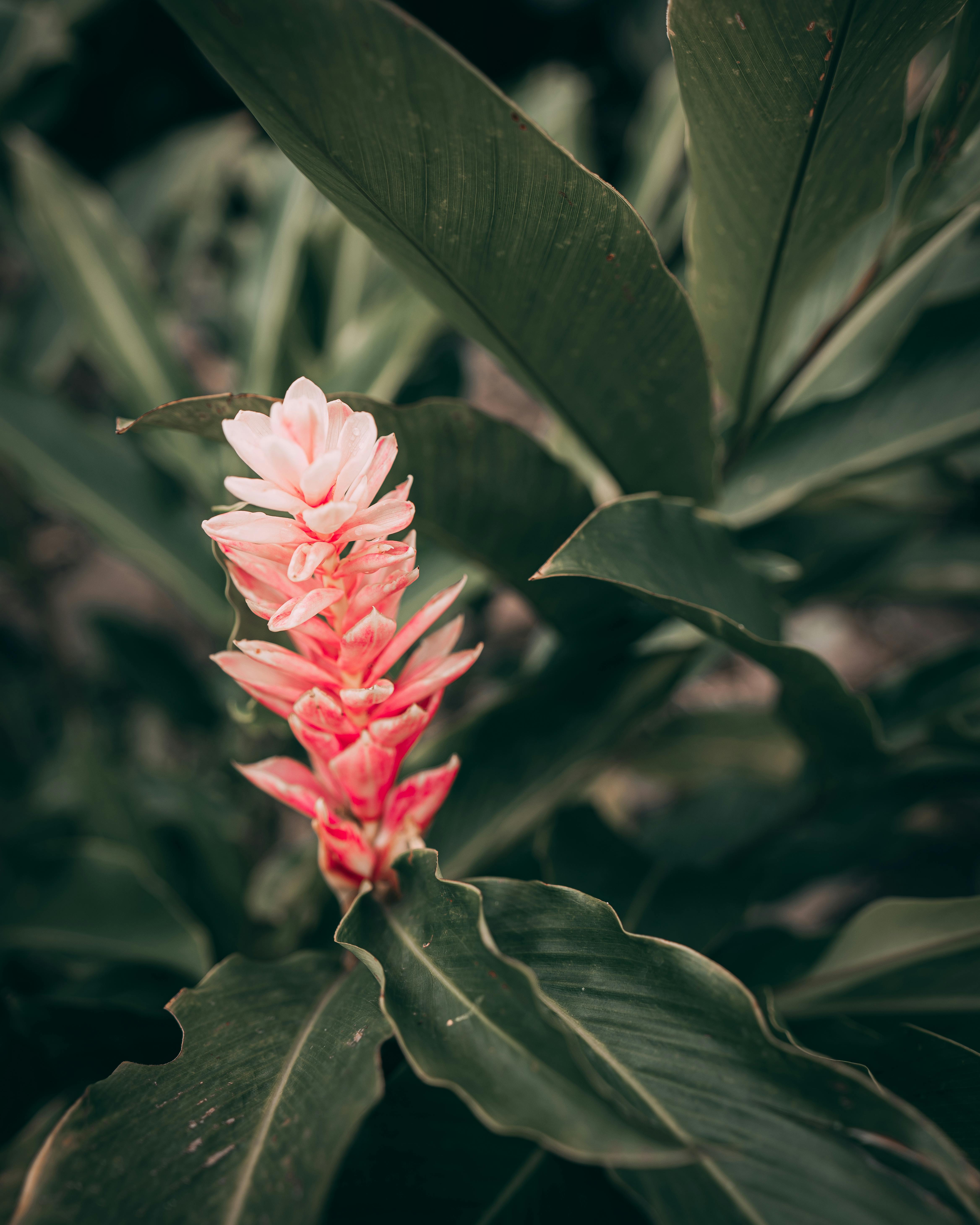 Blooming Ginger Flower · Free Stock Photo