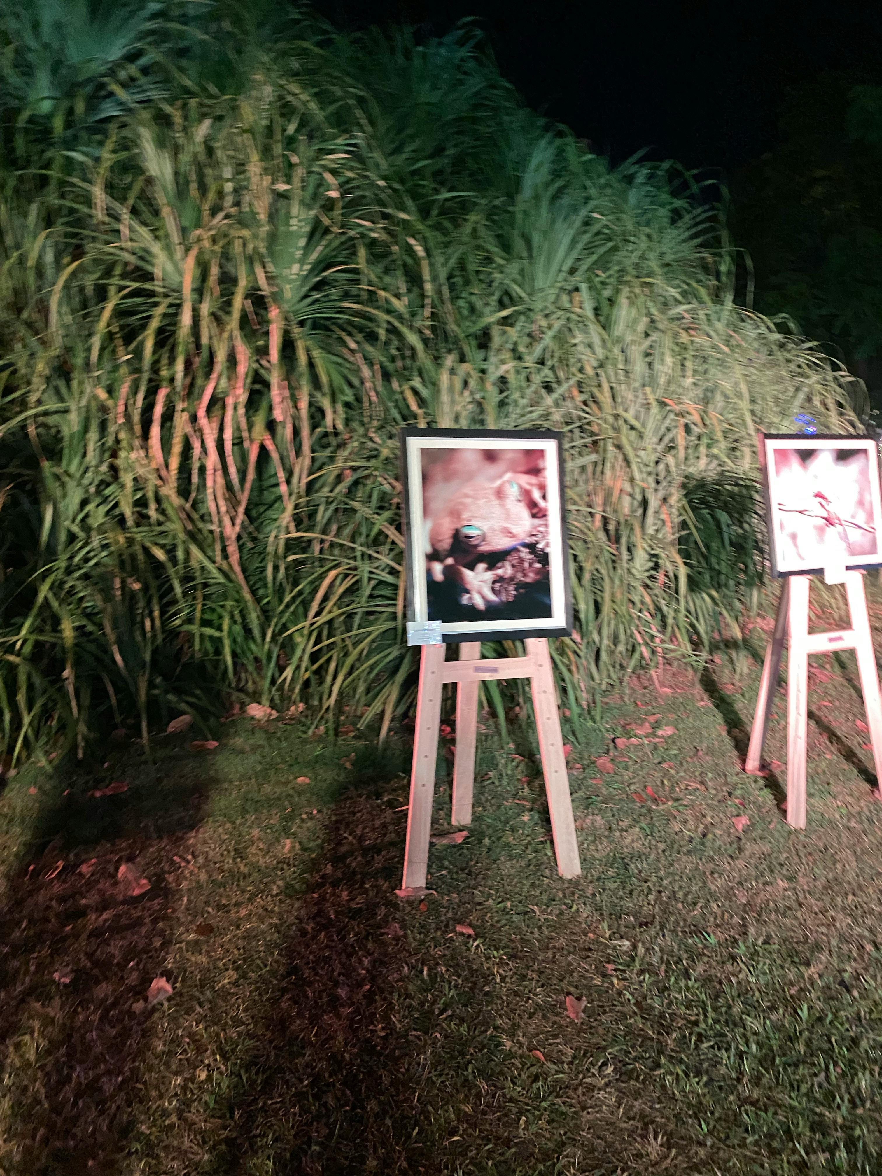 Iphone Roll 12 Photos & Videos Collected by Melanie