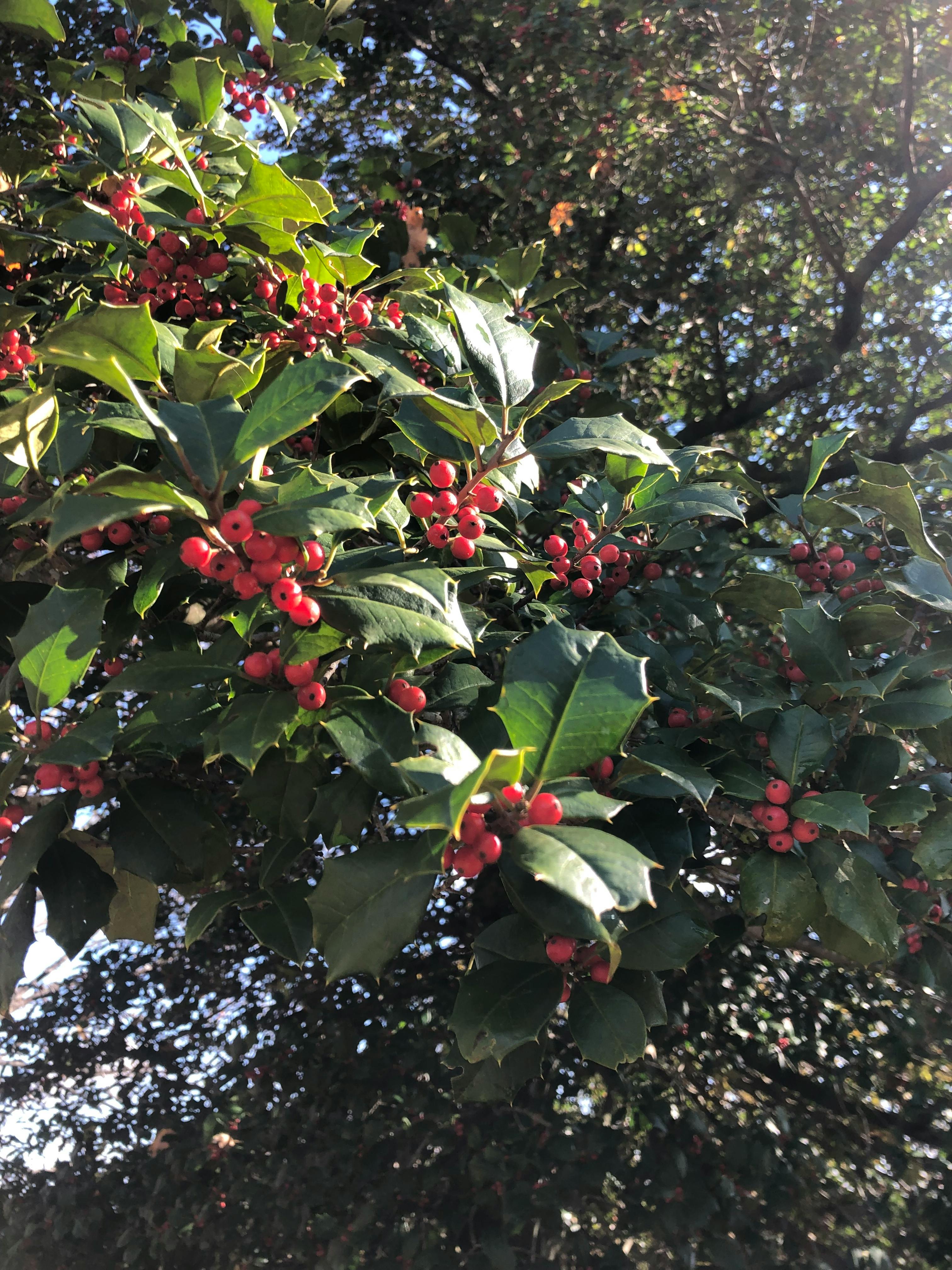 Camellia Art - Fotografi