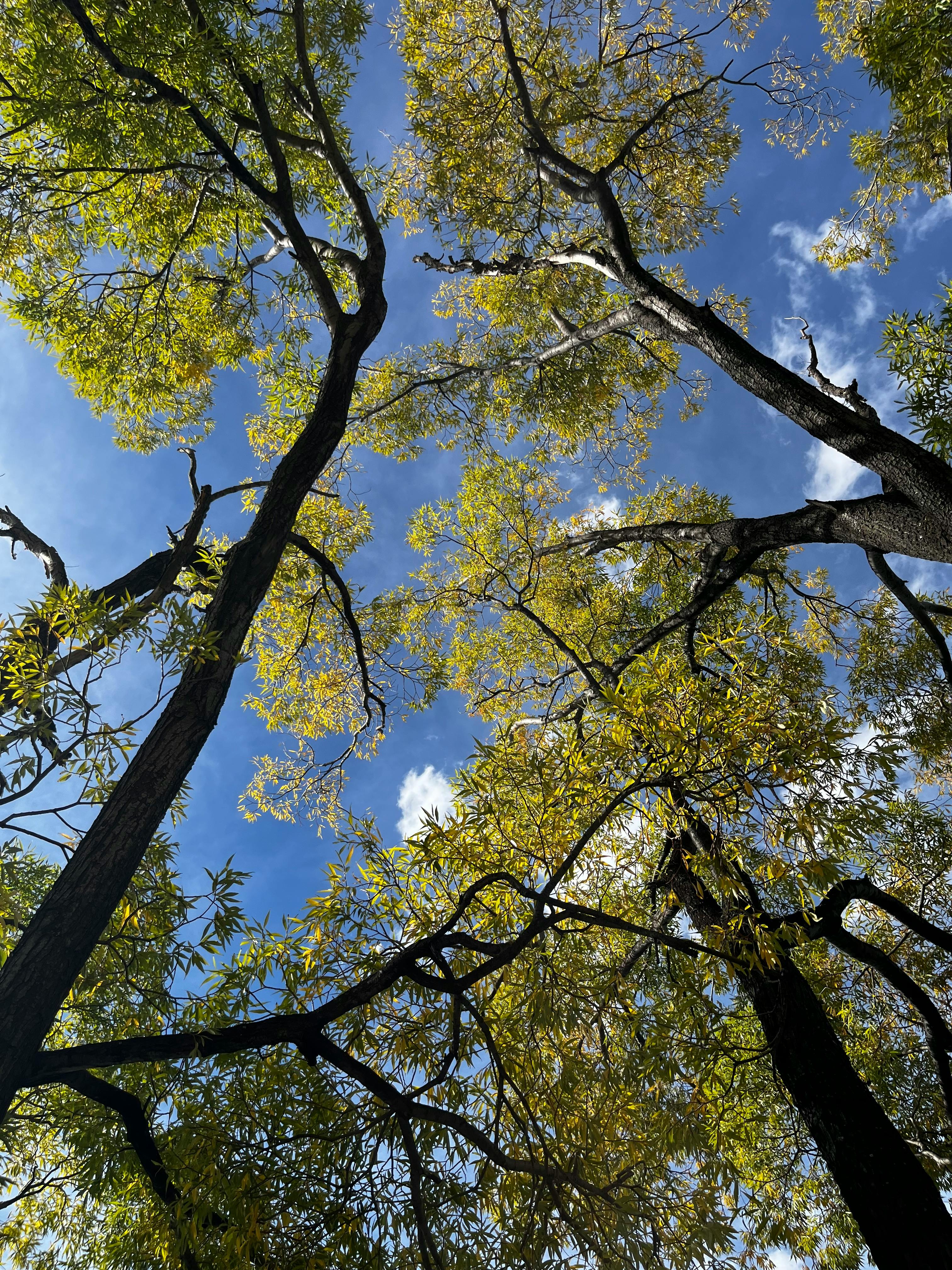 Low Angle Photography of Brown Leaf Forest Trees at Daytime · Free ...