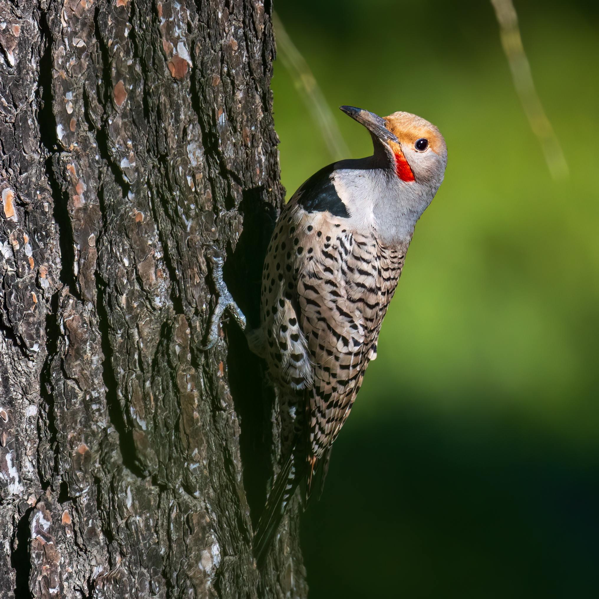Close-up of a Northern Flicker Bird · Free Stock Photo