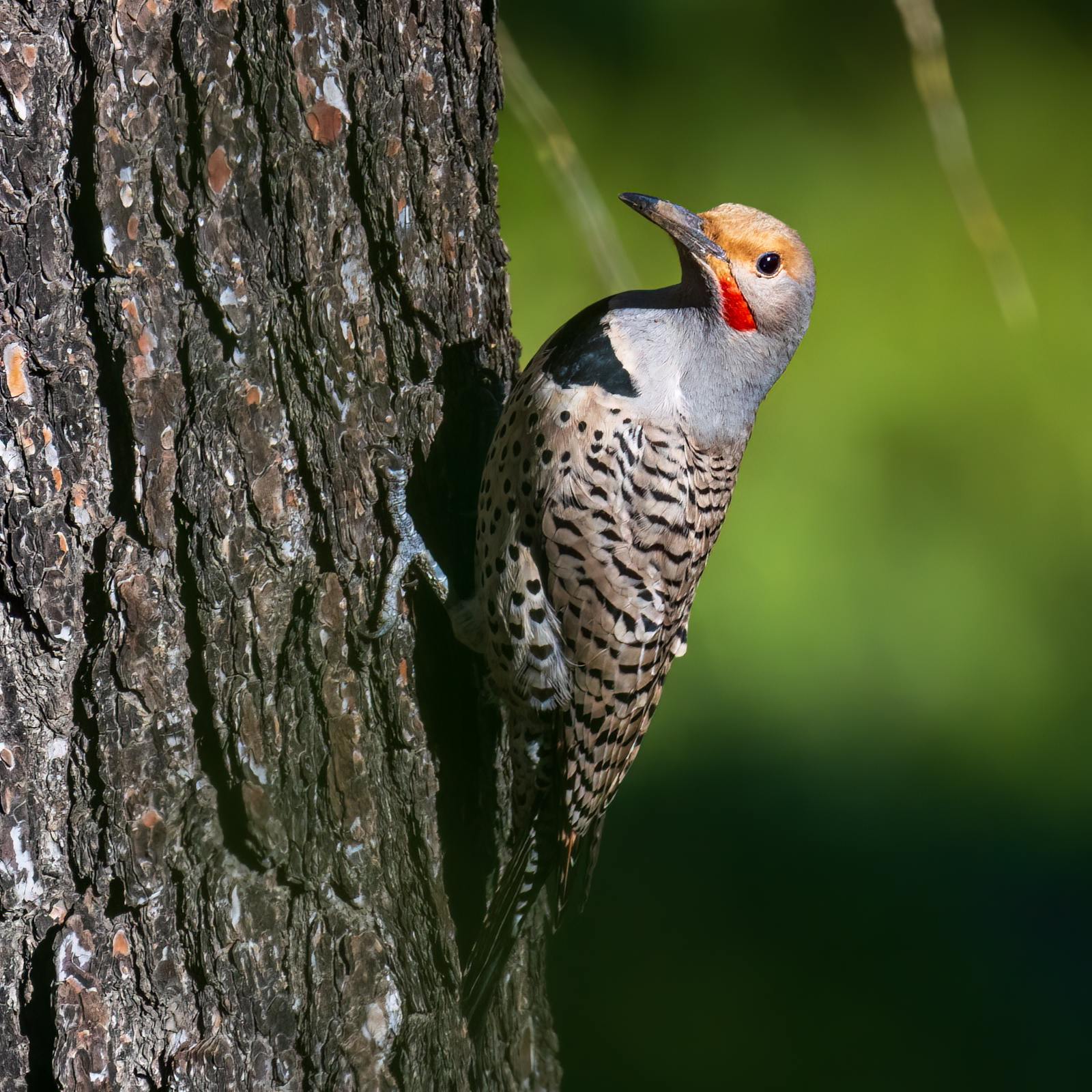 Flicker Photos, Download The BEST Free Flicker Stock Photos & HD Images