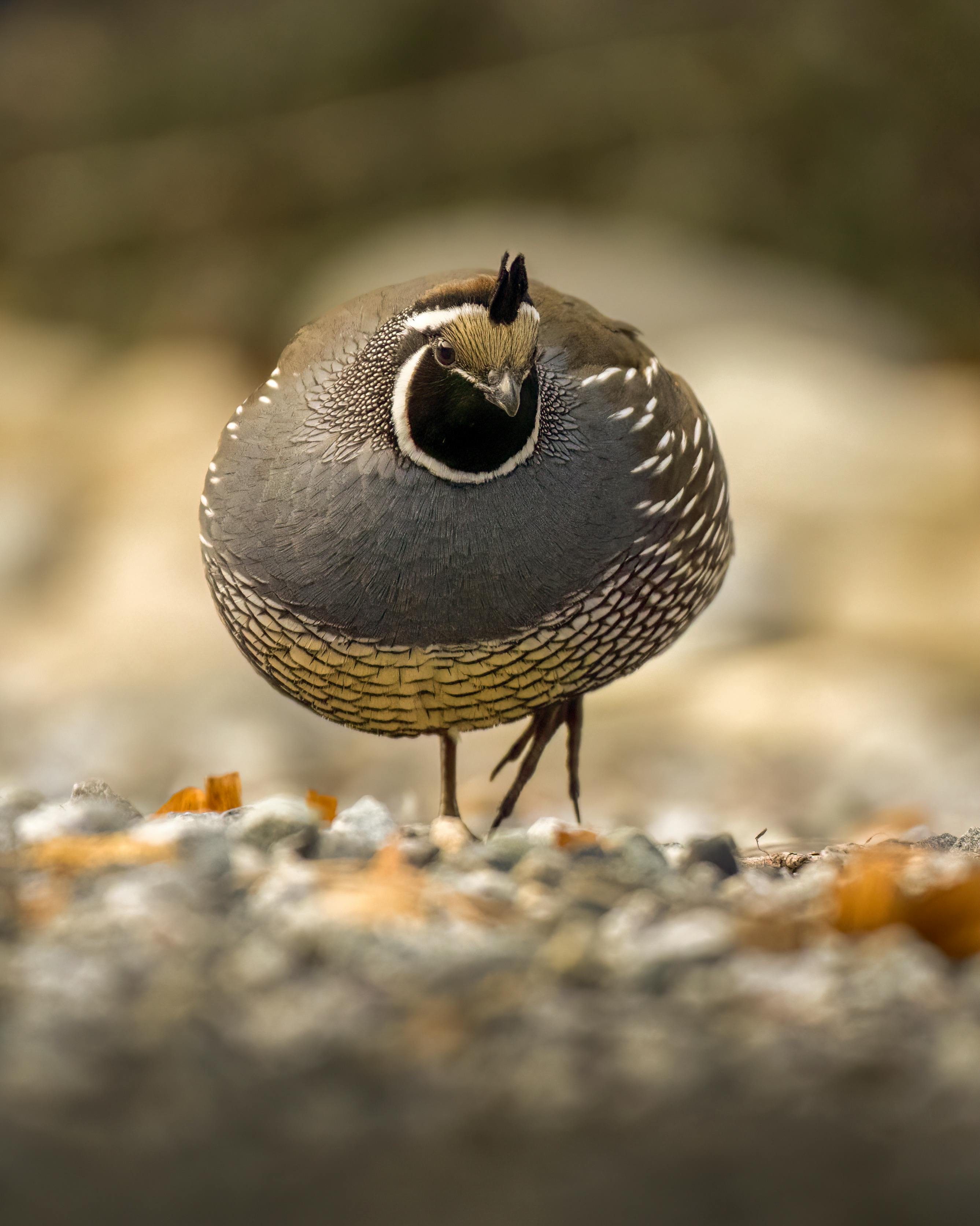 Quail Bird Photos, Download The BEST Free Quail Bird Stock Photos & HD ...