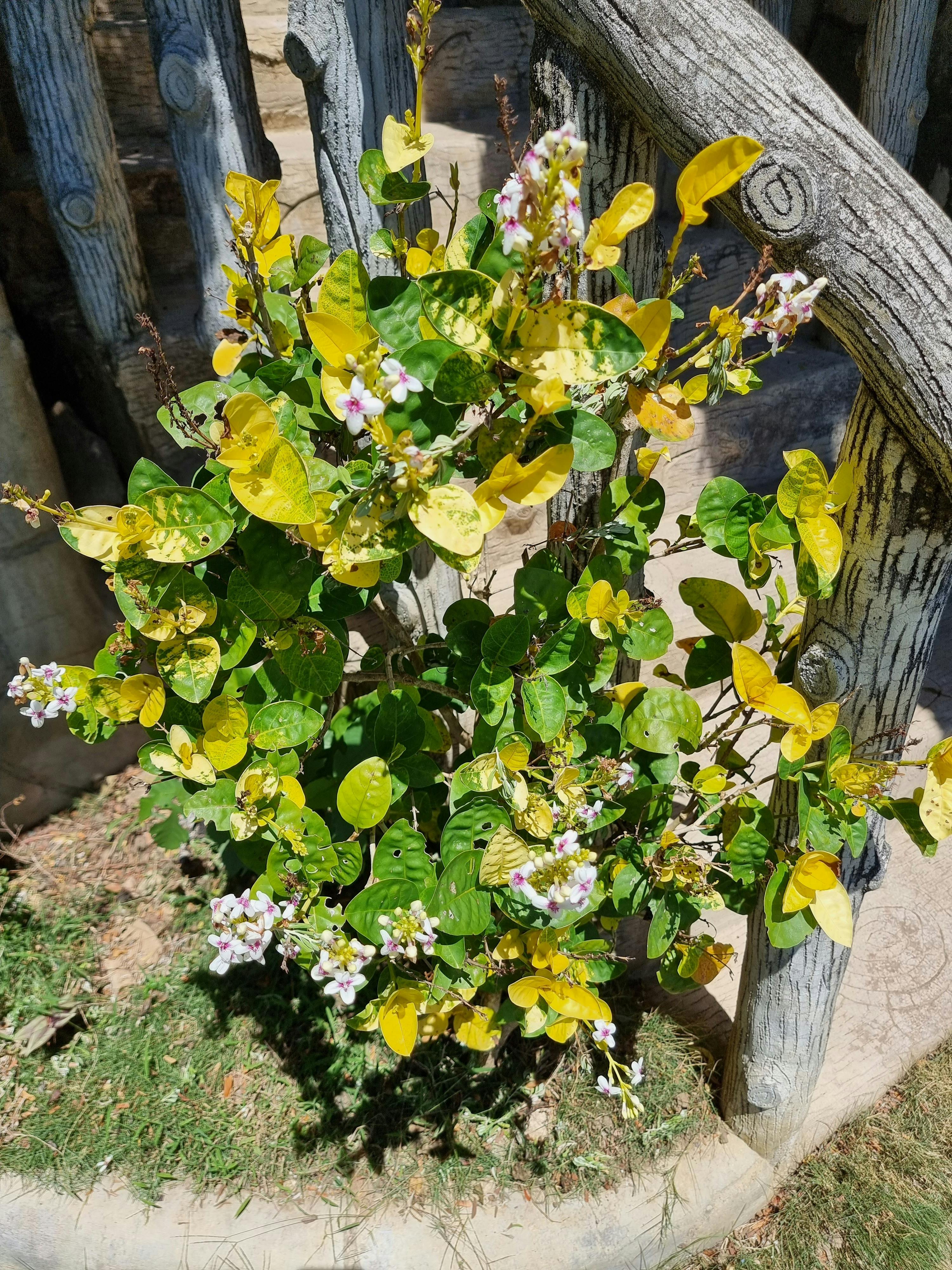 Shinn Asuka - Fotografía