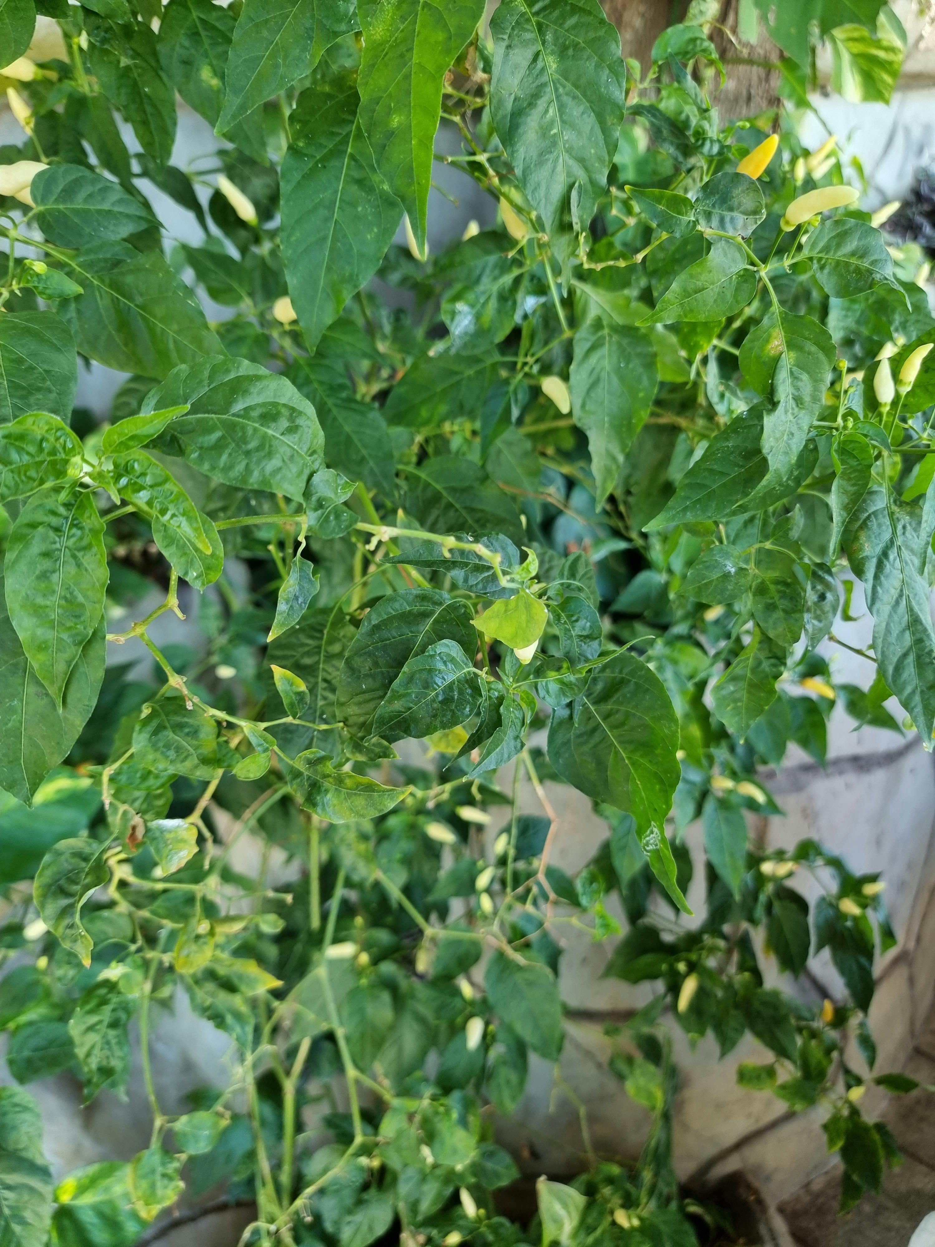 Shinn Asuka - Fotografía