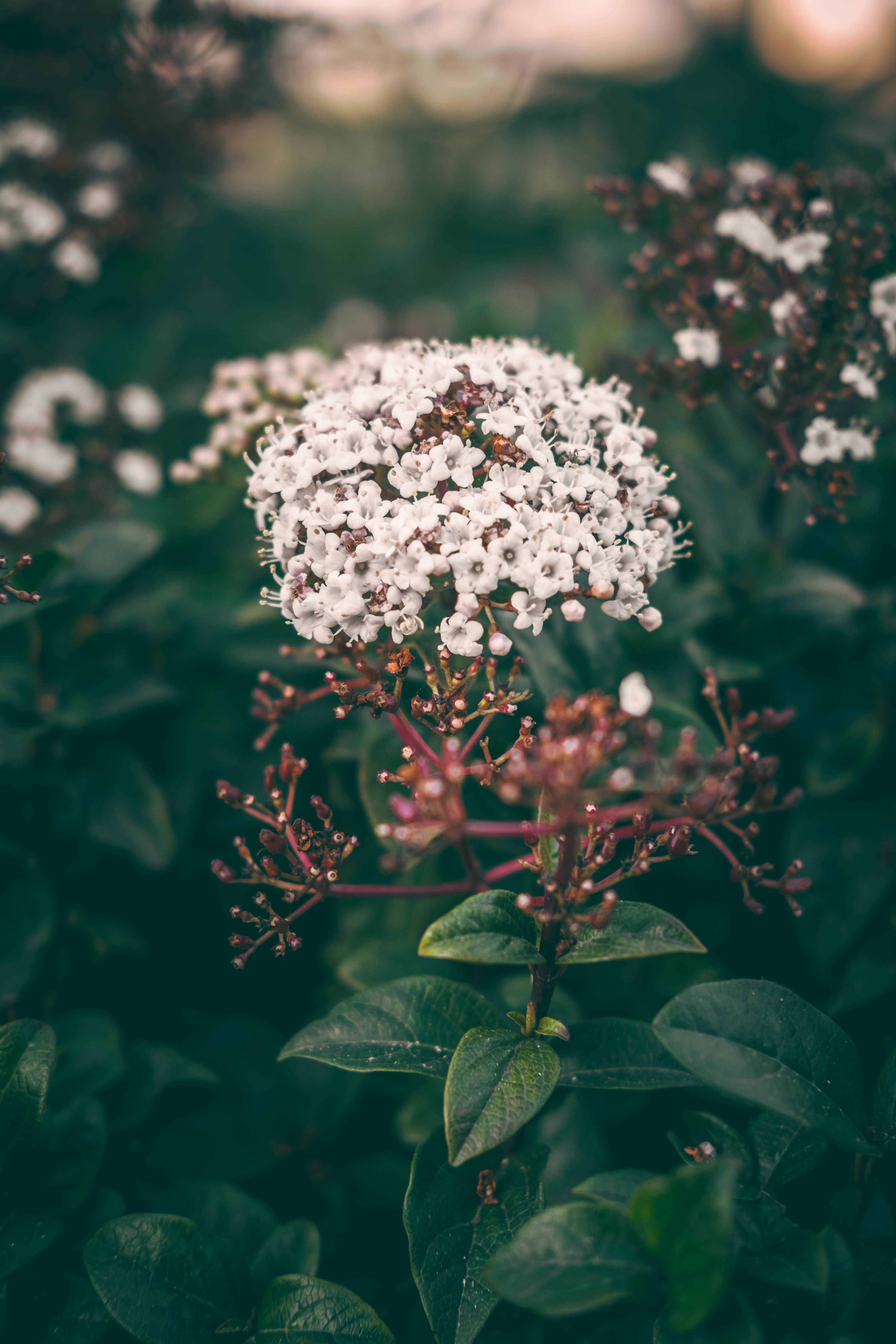 White Flowers on Bush · Free Stock Photo