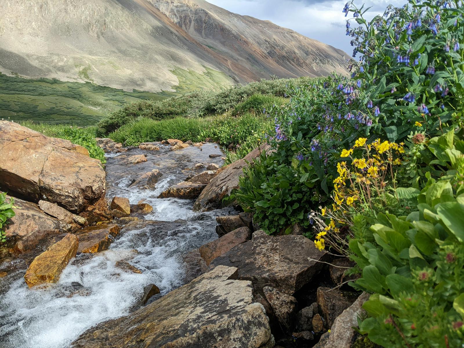 Landscape Flowers Photos, Download The BEST Free Landscape Flowers ...