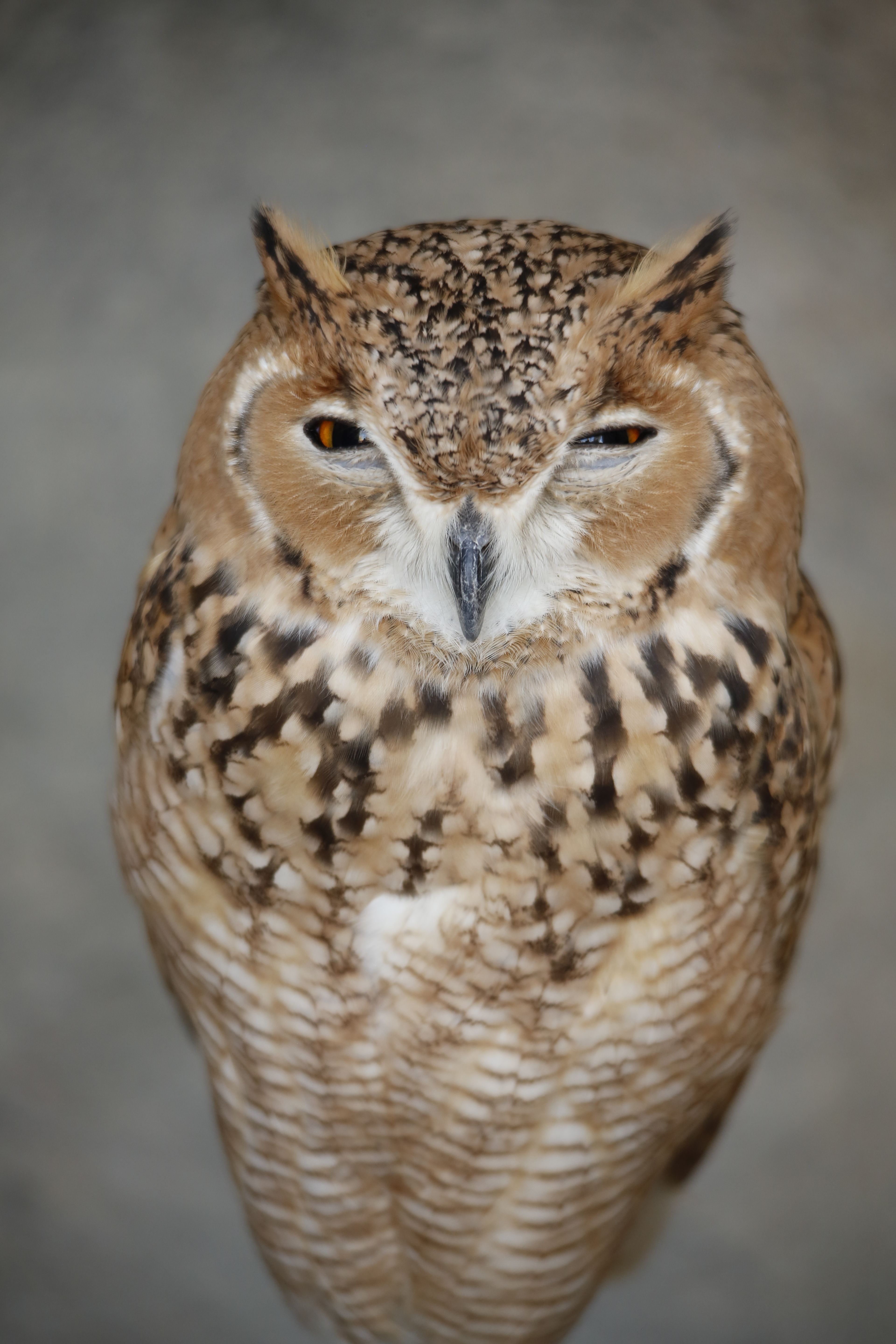 Selective Focus Photography of Brown Owl · Free Stock Photo