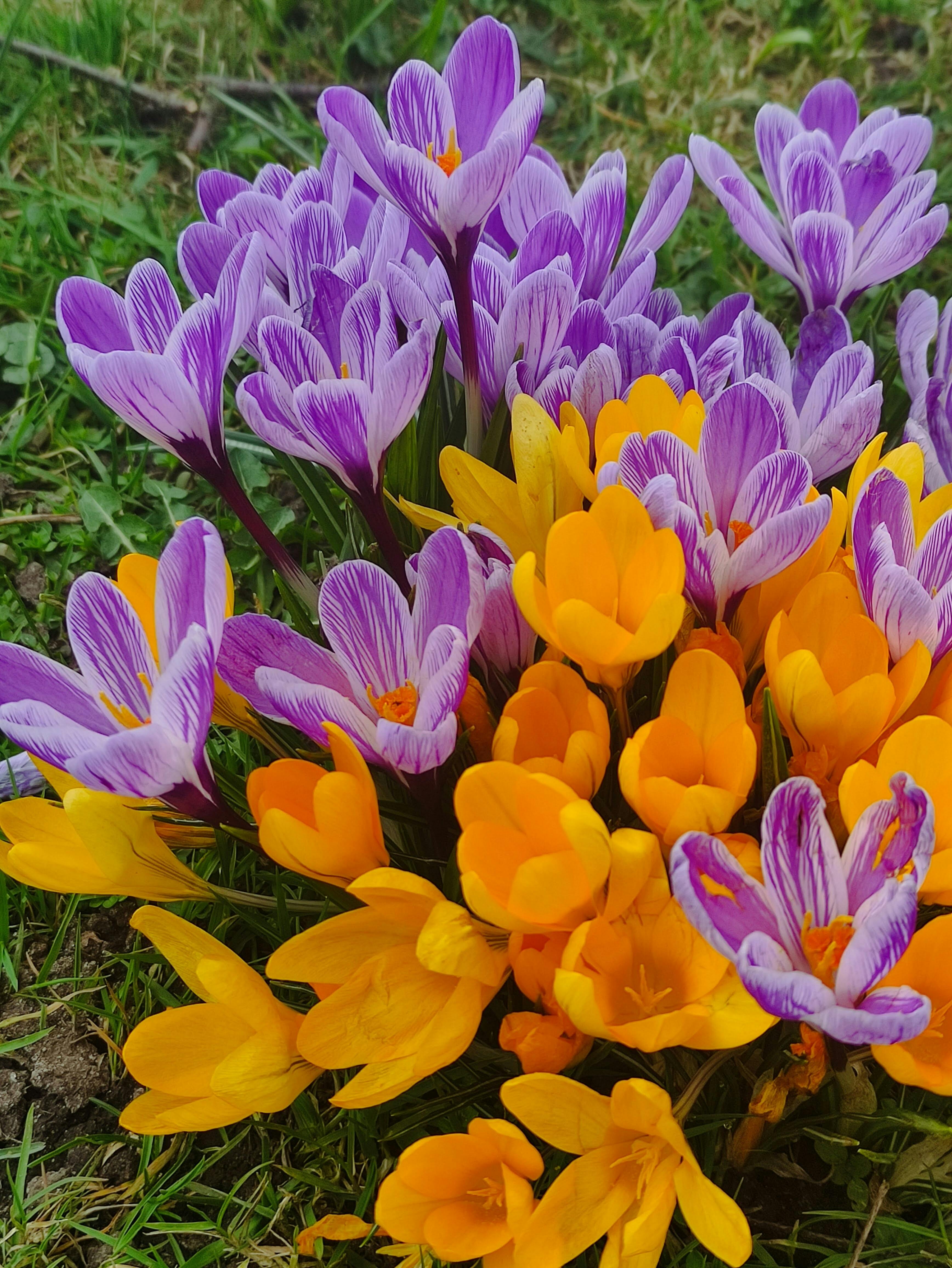 Purple and Yellow Crocuses · Free Stock Photo