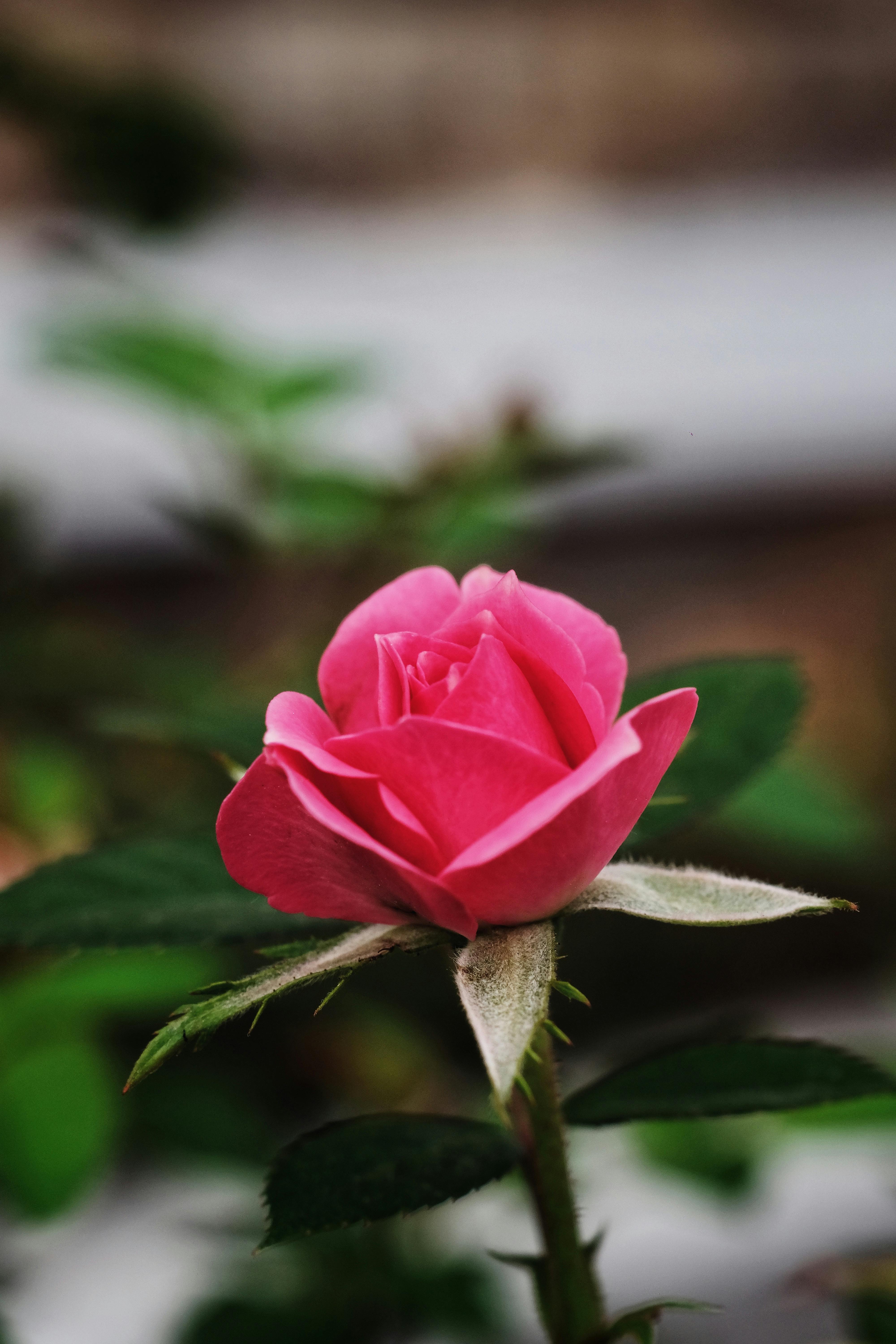 Close up of Pink Rose · Free Stock Photo