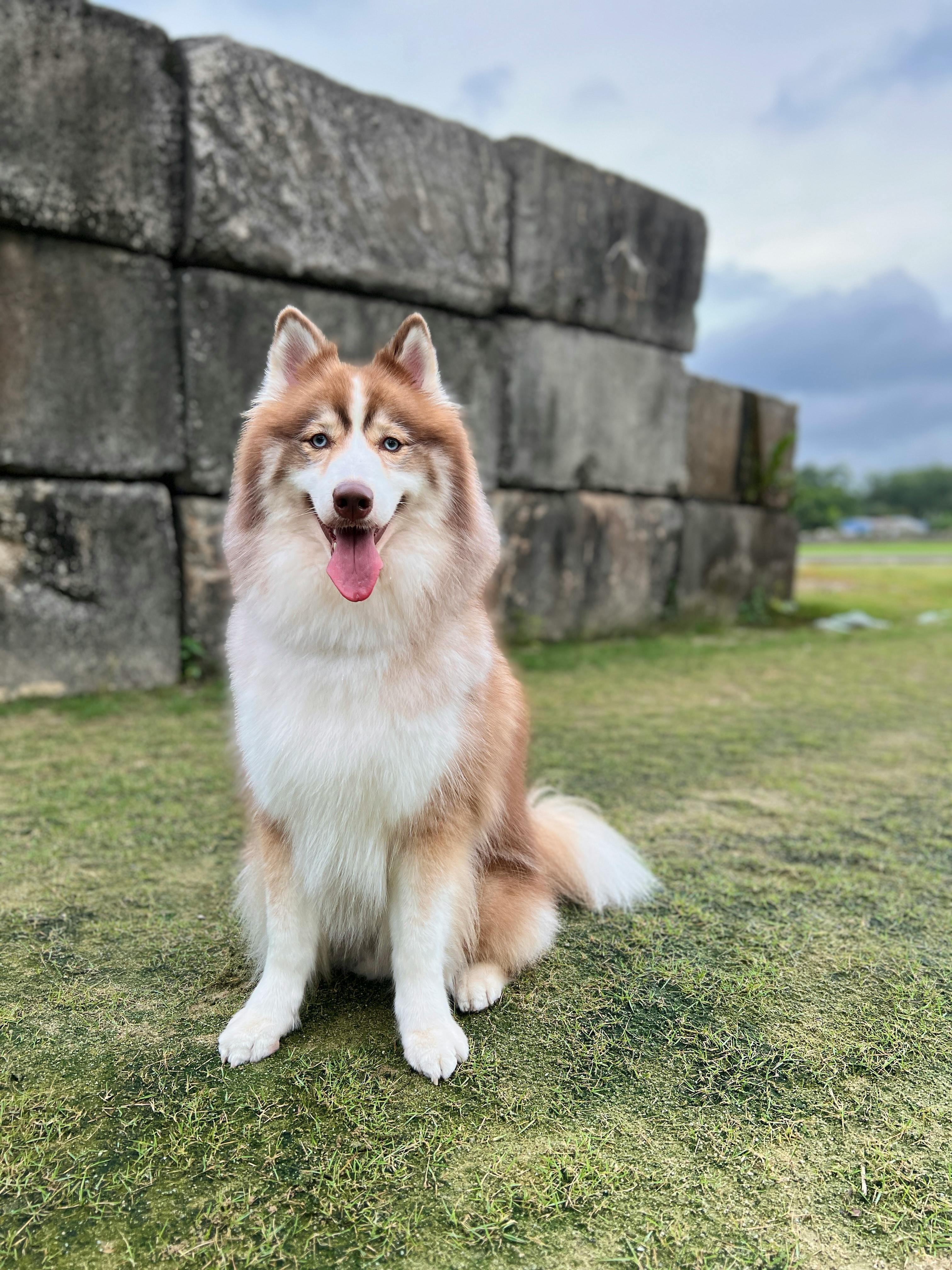 Siberian Husky Sitting on Grass · Free Stock Photo