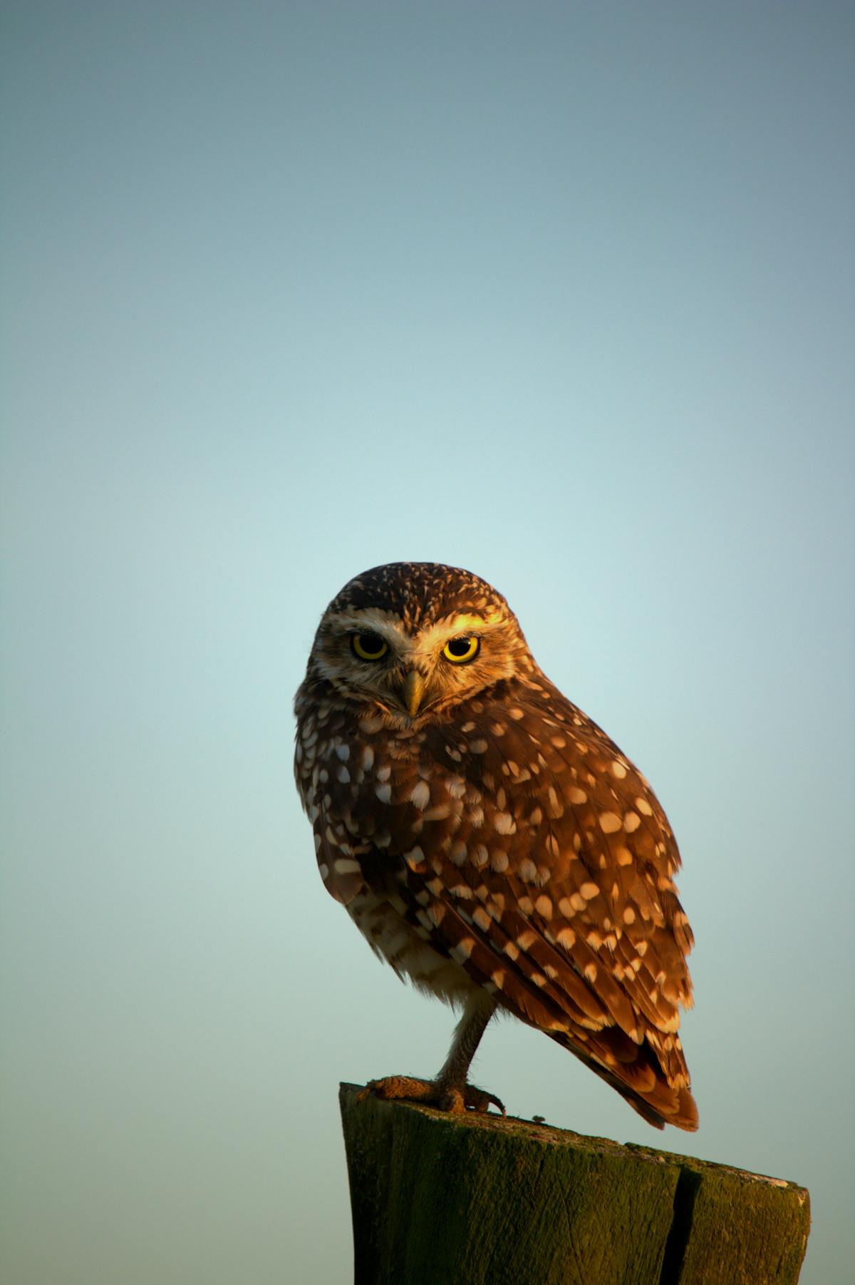 Burrow Owl Photos, Download The BEST Free Burrow Owl Stock Photos & HD ...