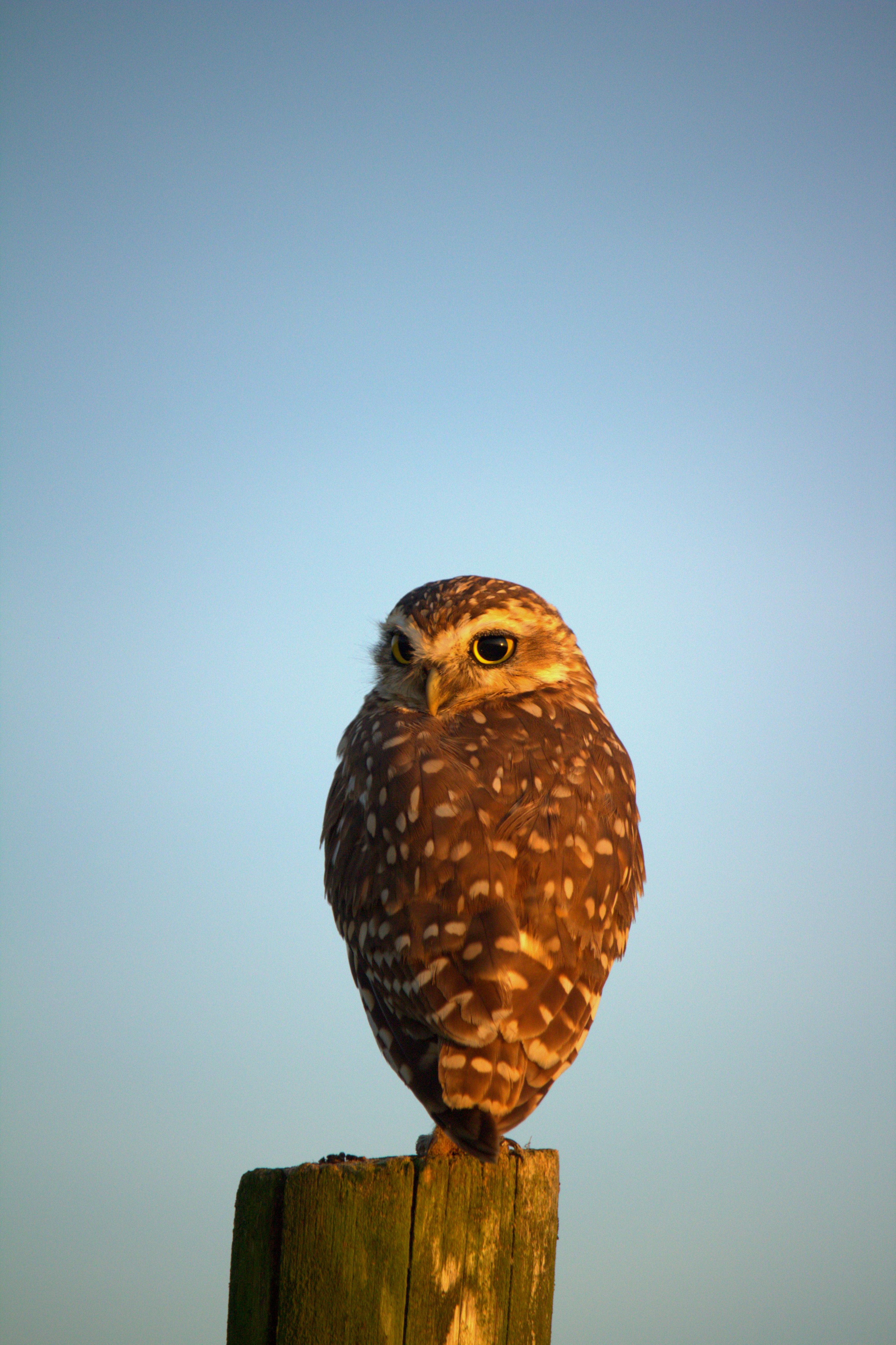 Owl on Branches · Free Stock Photo