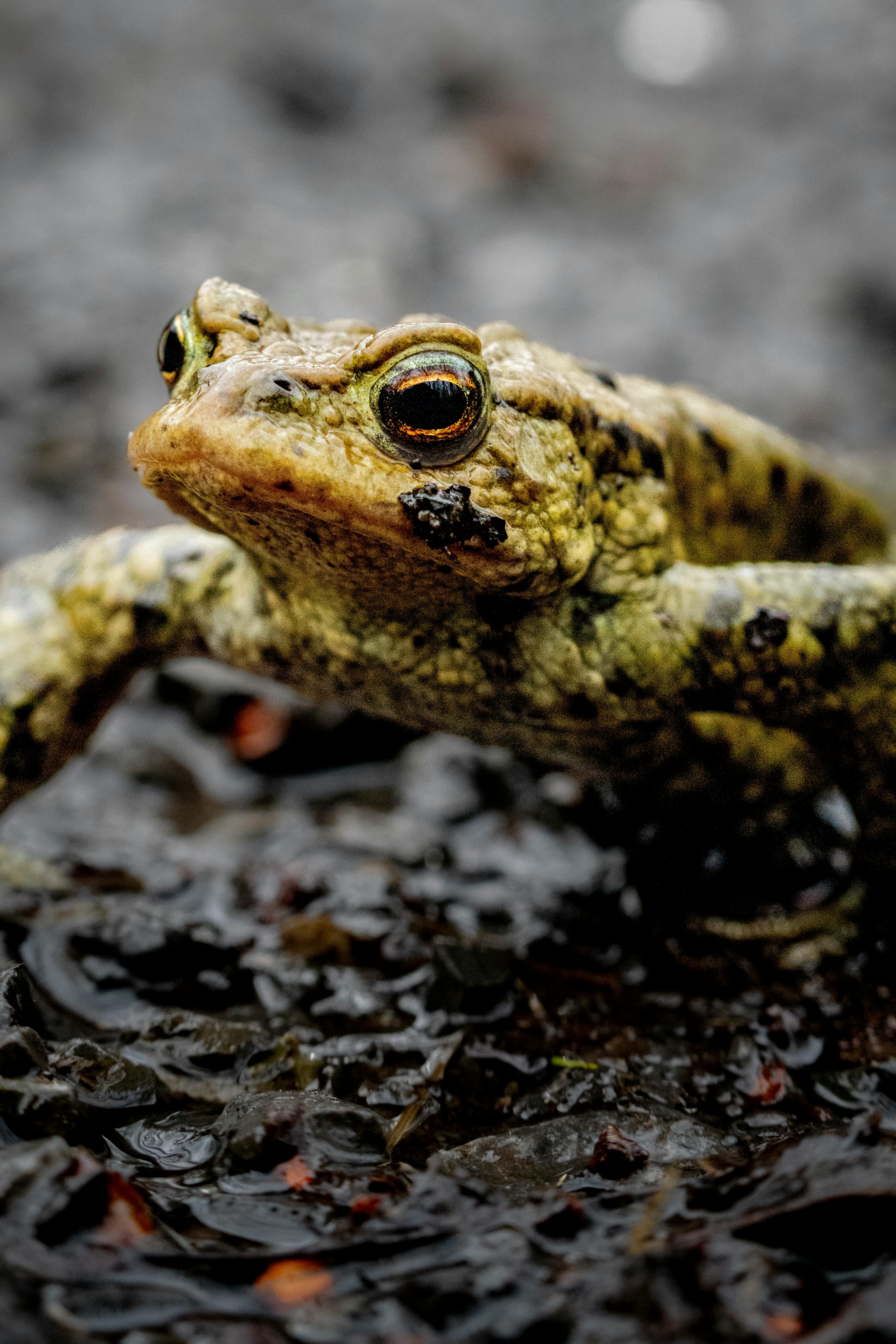 Frog in Mud · Free Stock Photo