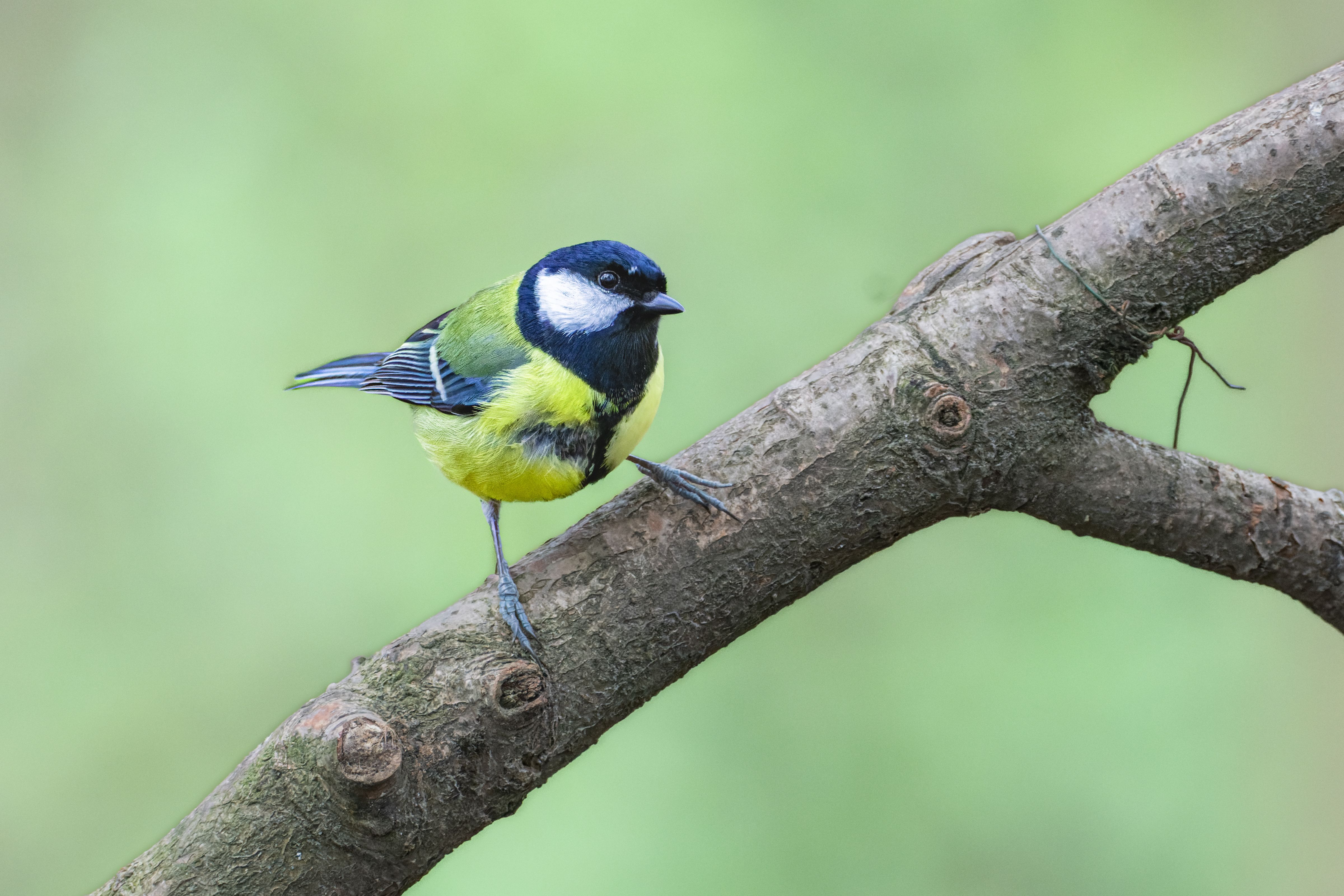 Eurasian Blue Tit · Free Stock Photo